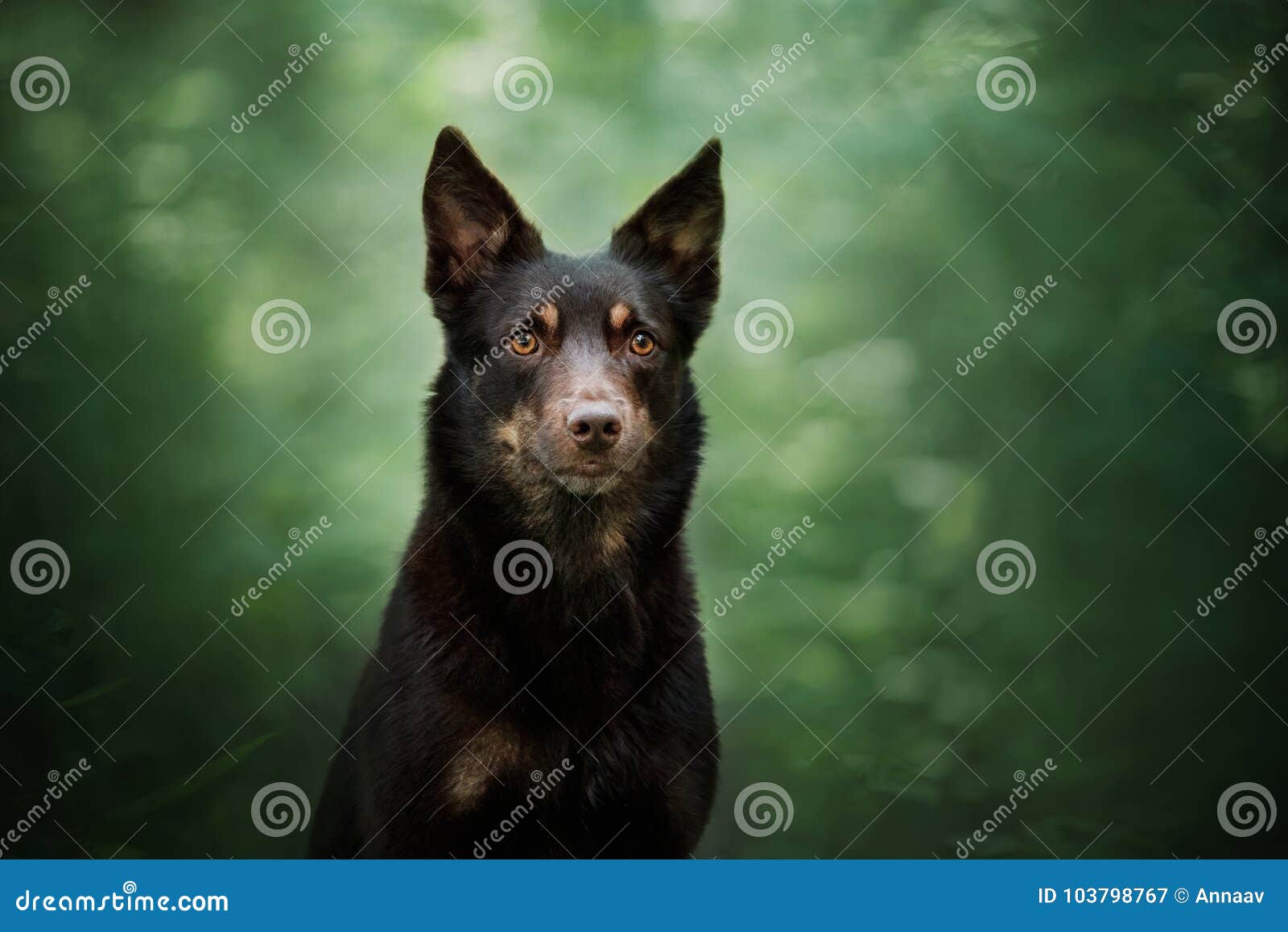 Dog Australian Kelpie in the Forest Stock Image - Image of sitting ...