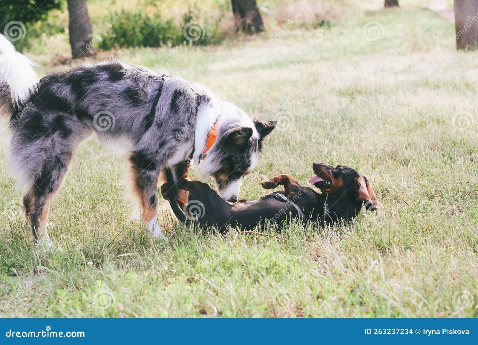 A Dog of the Australian Shepherd Breed Plays with a Dachshund. Stock ...