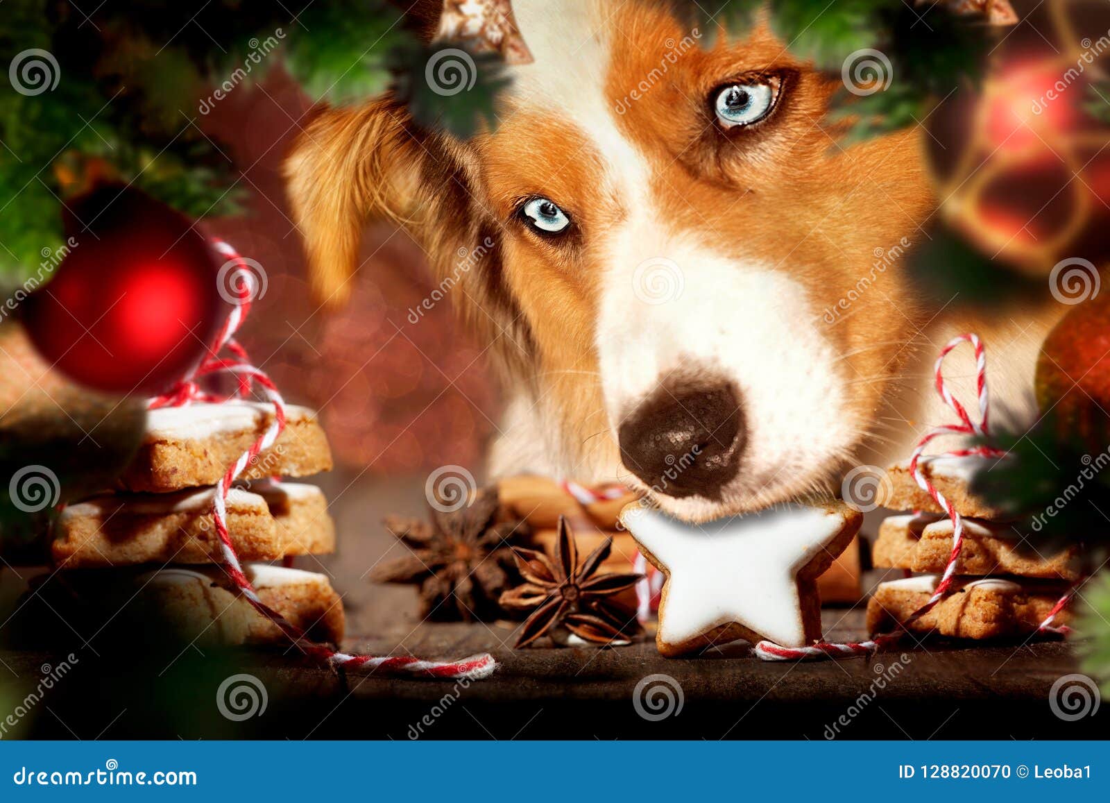 Dog, Australian Shepherd Stealing Christmas Cookies Stock Photo - Image ...