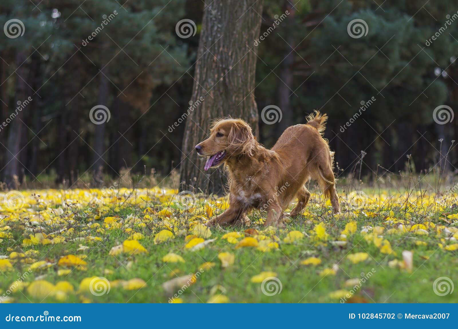 Dog in autumn forest. stock photo. Image of field, autumn - 102845702