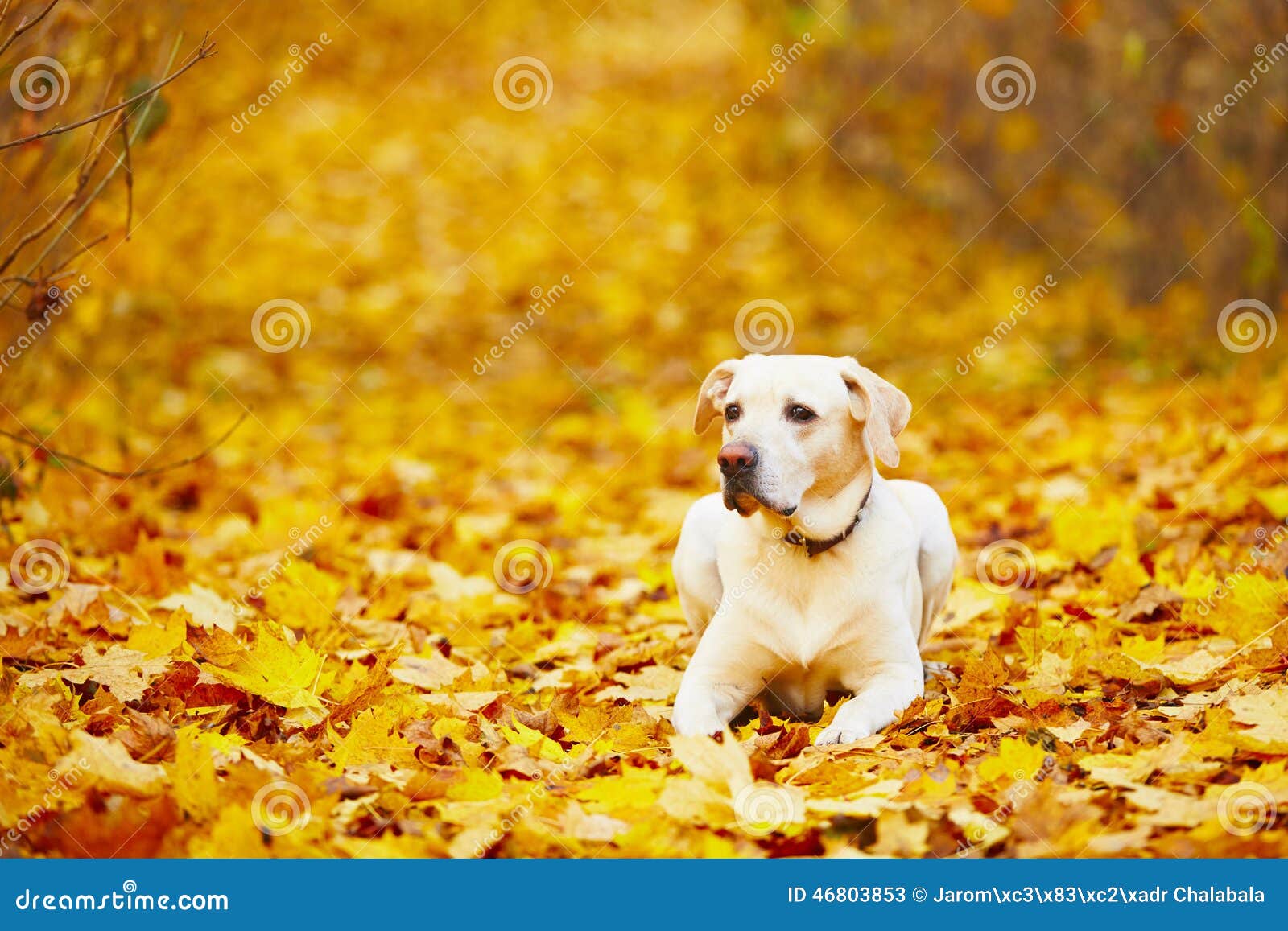 Dog in autumn stock image. Image of cute, doggy, leaf - 46803853