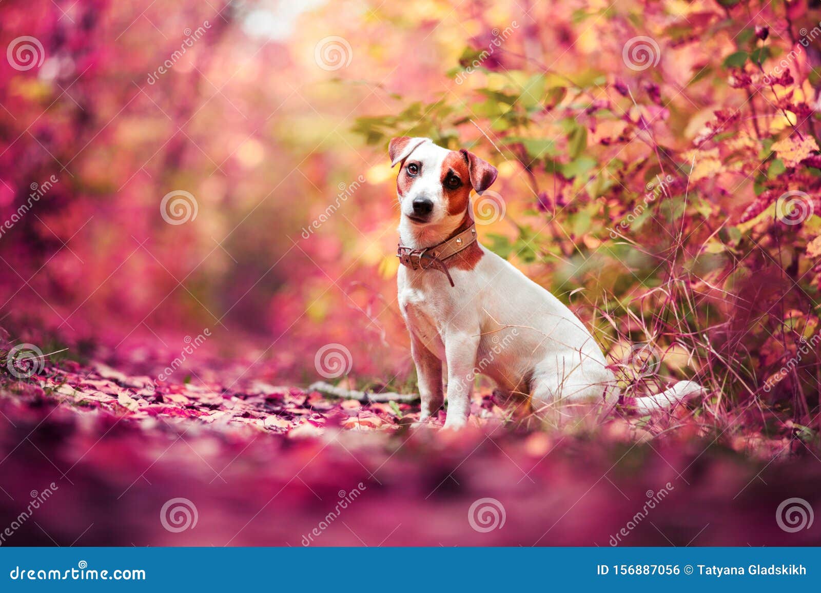 Dog at autumn stock photo. Image of pets, leaves, mammal - 156887056