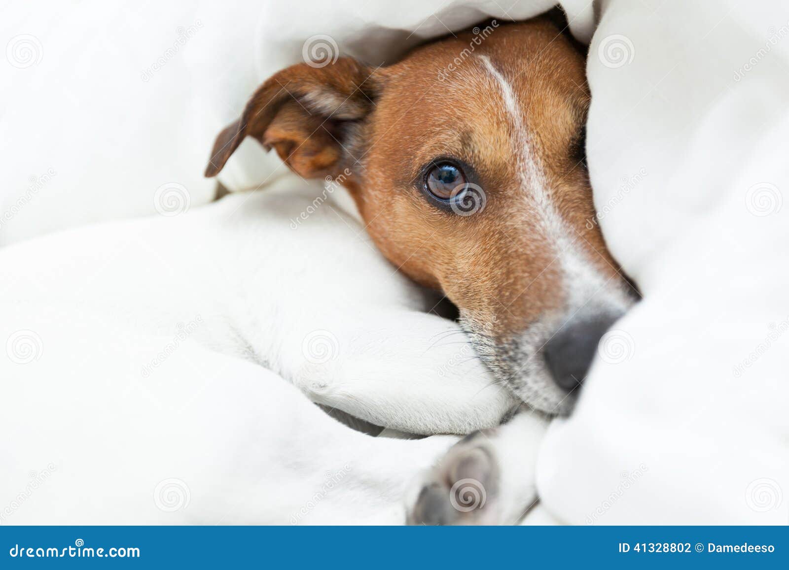Dog awake stock photo. Image of bedroom, animal, hospital - 41328802