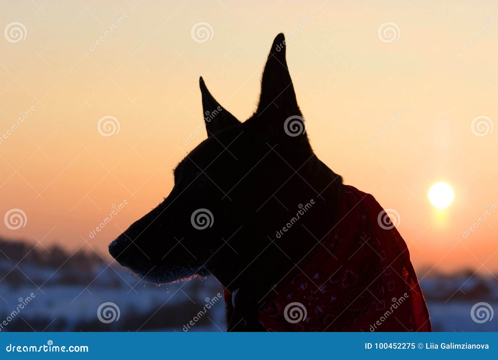 Dog Back Light Silhouette in Sunset Stock Image - Image of orange ...