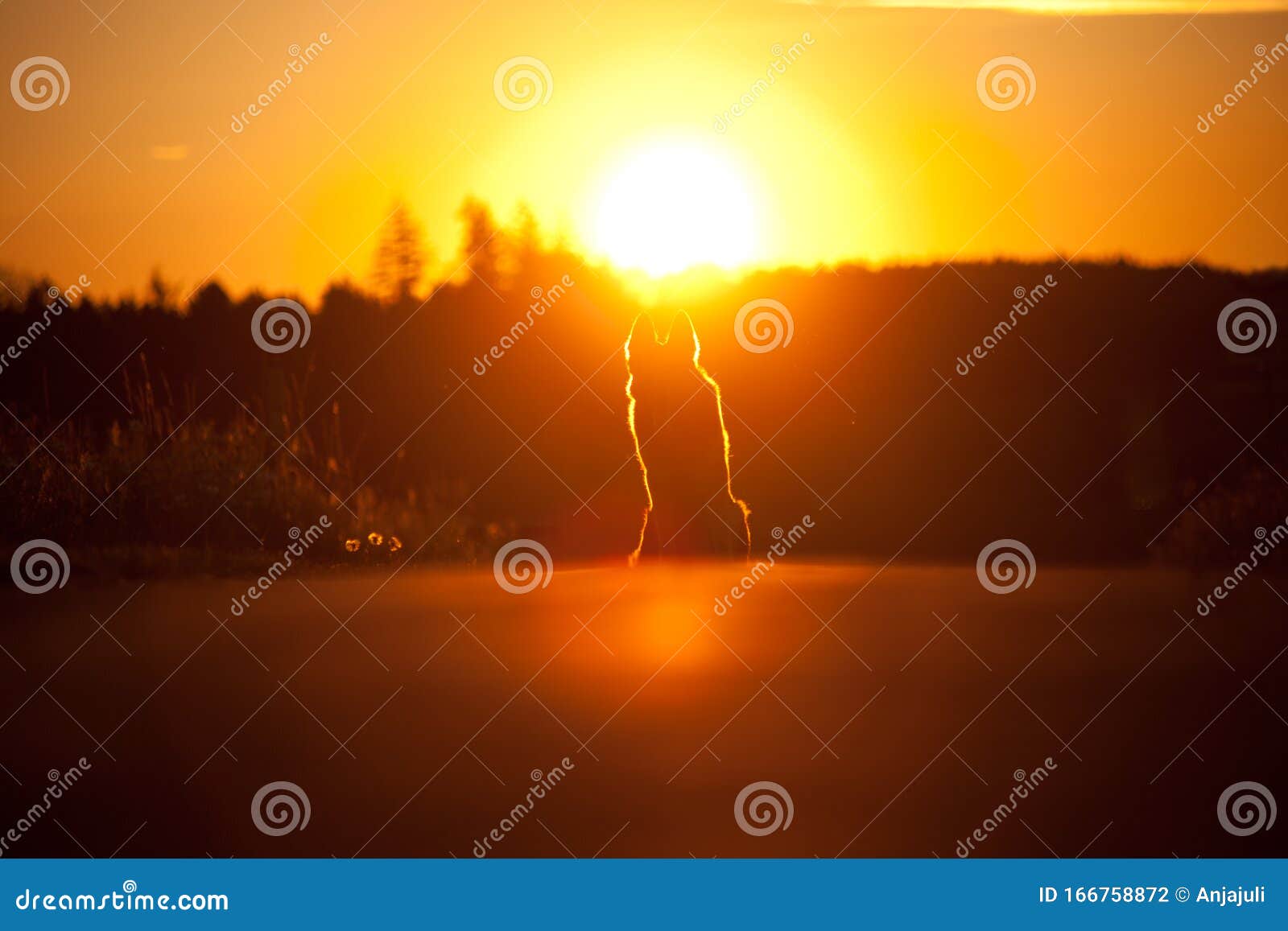 Dog Backlight Silhouette in Sunset Stock Photo - Image of blue, frontal ...