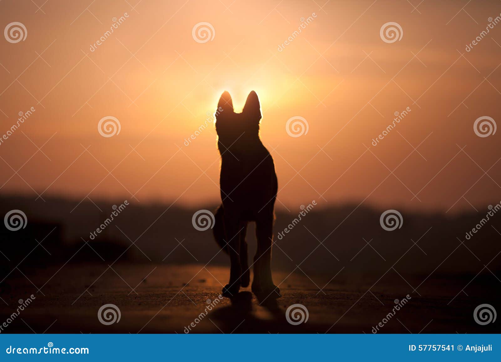 Dog Backlight Silhouette in Sunset. Symbol of Pets Pass Away in Heaven ...