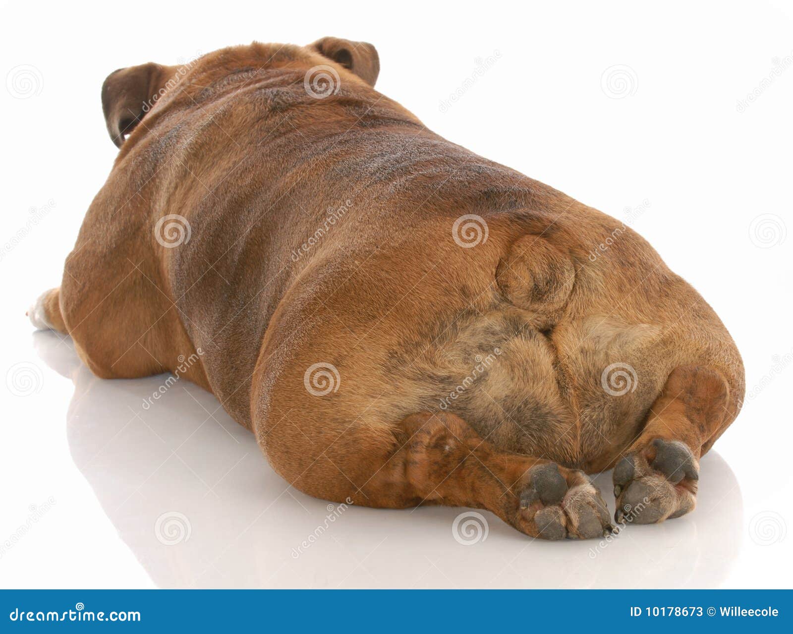 Dog from the backside stock image. Image of paws, derriere - 10178673