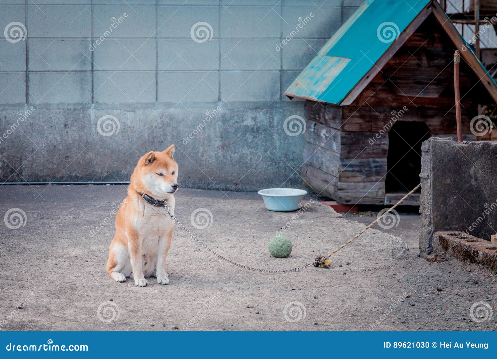 Dog in Backyard, Hanging by a Rope Stock Photo - Image of young ...