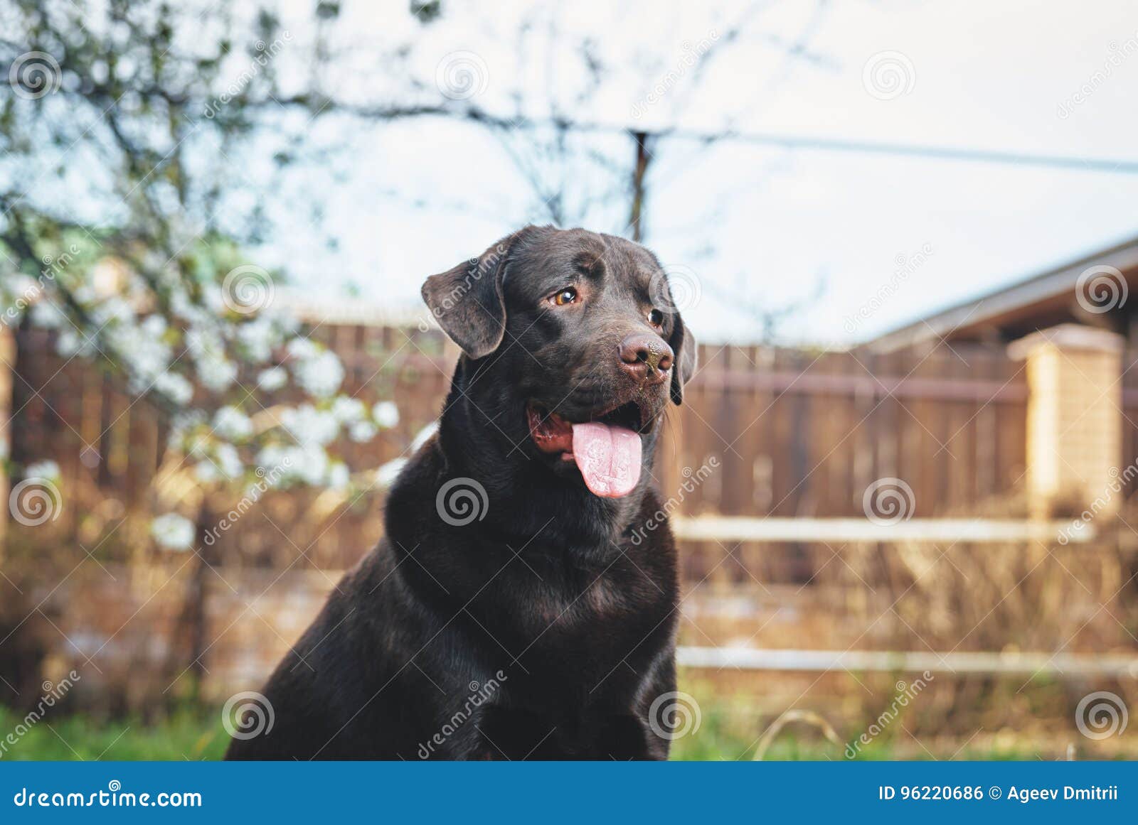 Dog in the Backyard, Labrador, Pets, Animals Stock Photo - Image of ...