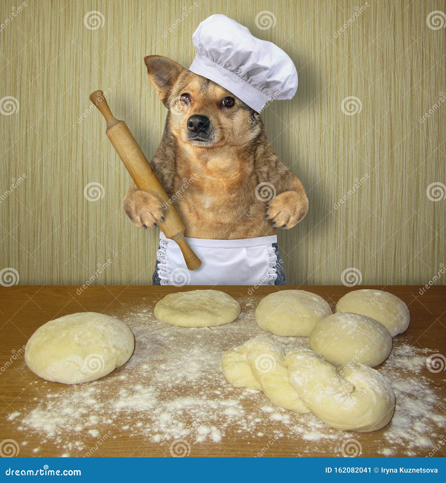 Dog baker cooking bread 2 stock image. Image of positive - 162082041