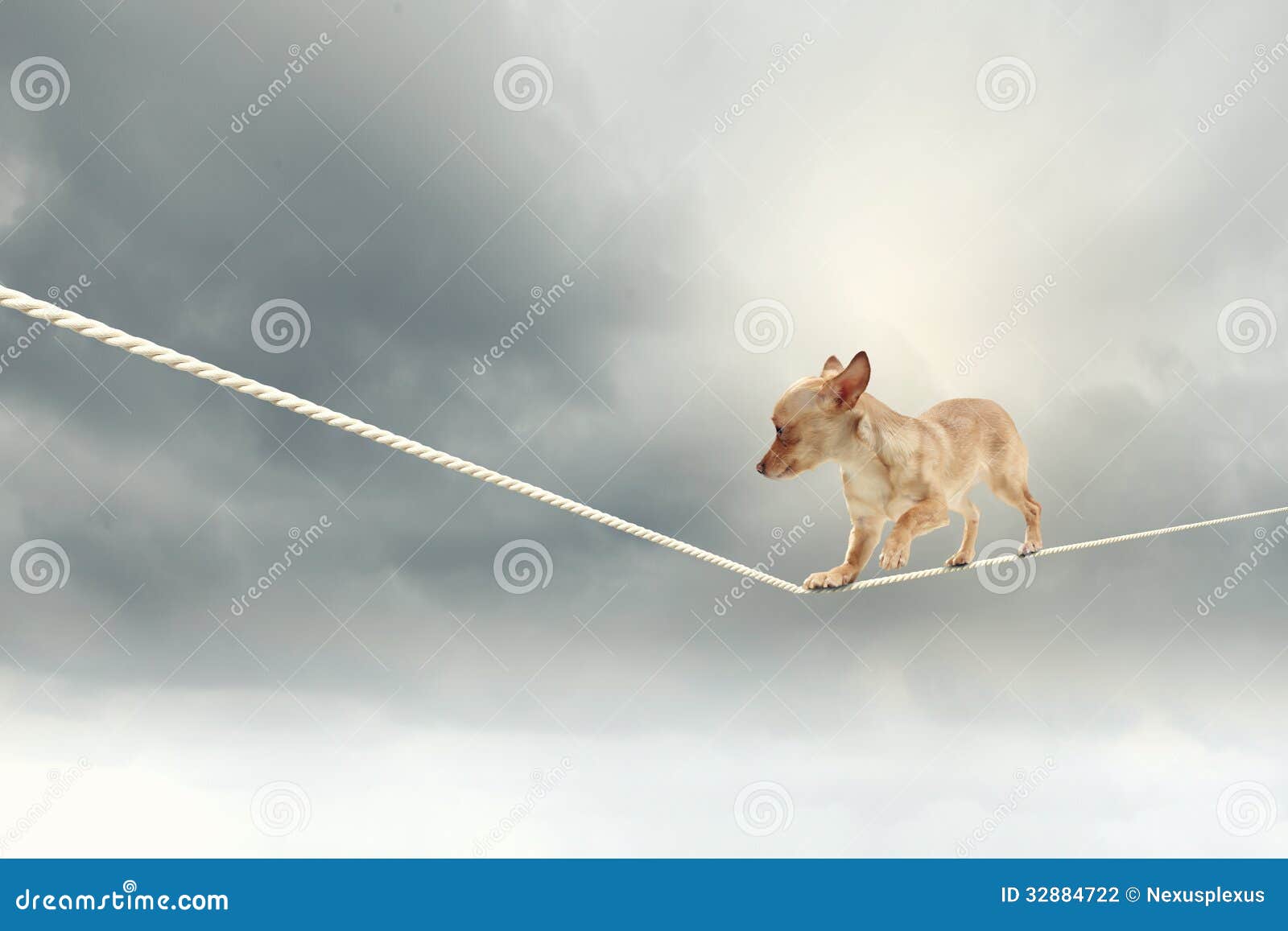 Dog balancing on rope stock photo. Image of cable, cute - 32884722