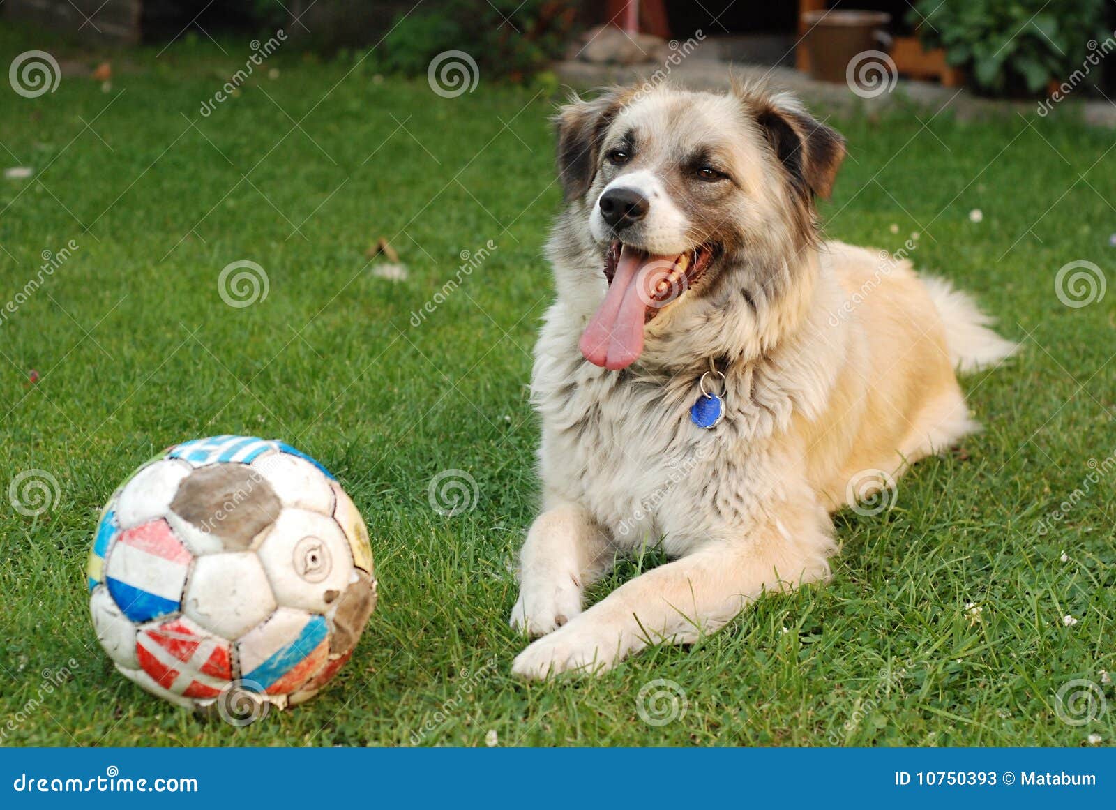 Dog with ball stock image. Image of pure, head, collar - 10750393