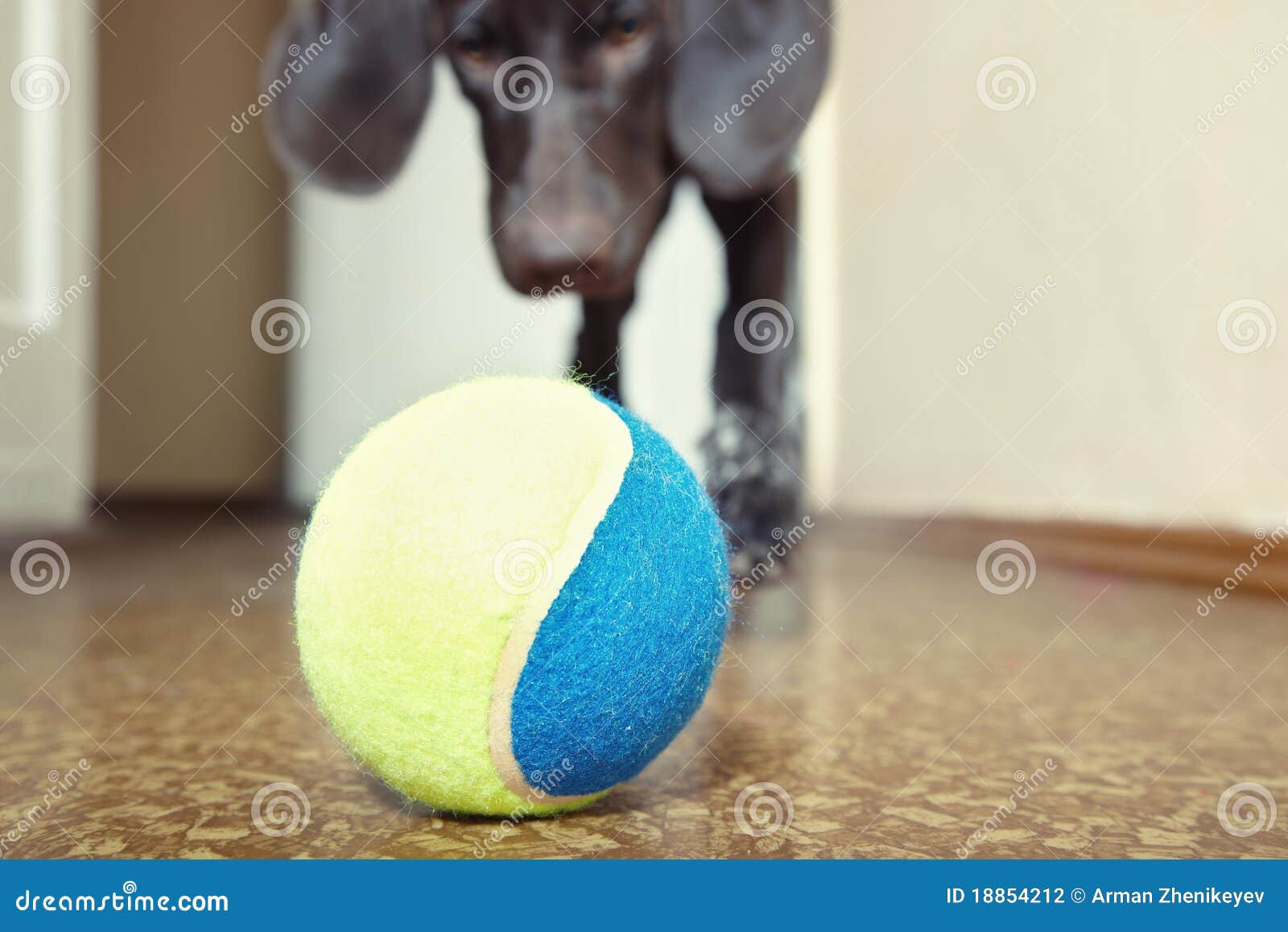 Dog and ball stock photo. Image of catch, female, canine - 18854212