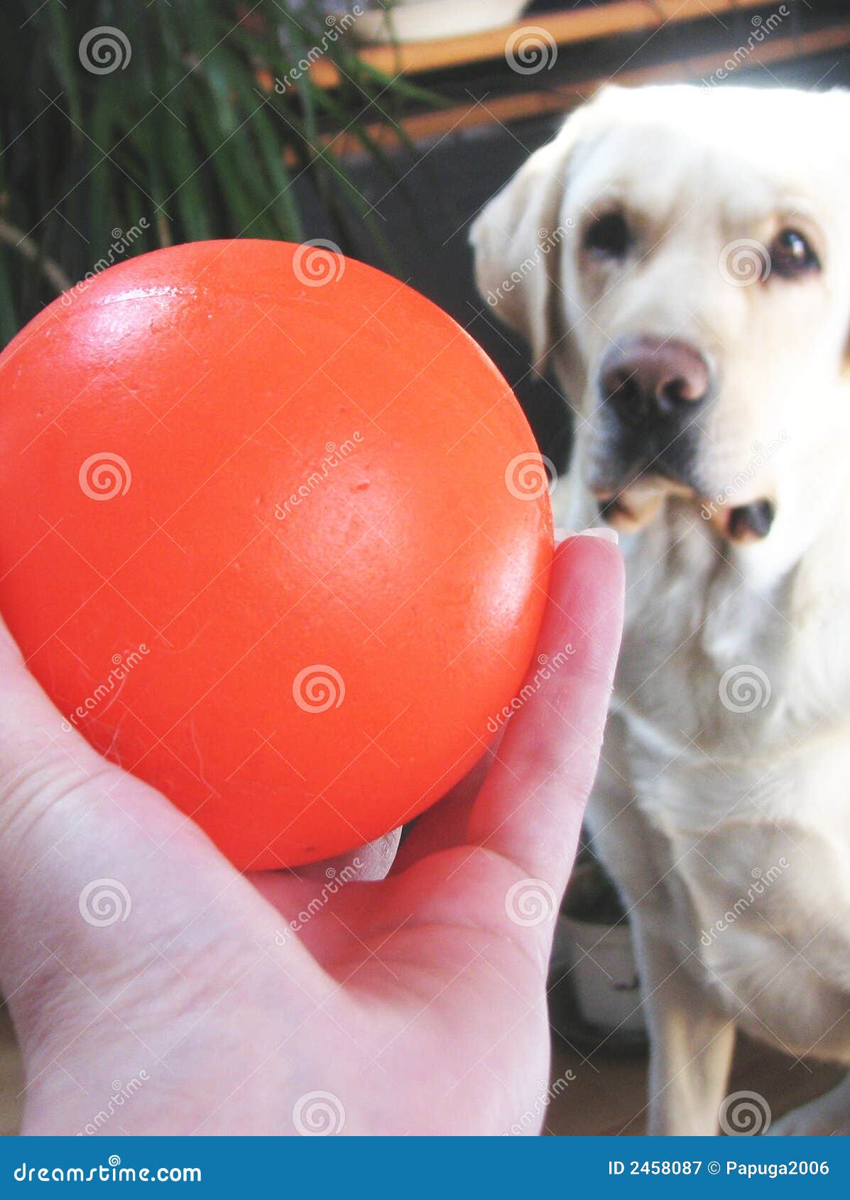 Dog and ball stock image. Image of hunting, cool, funny - 2458087