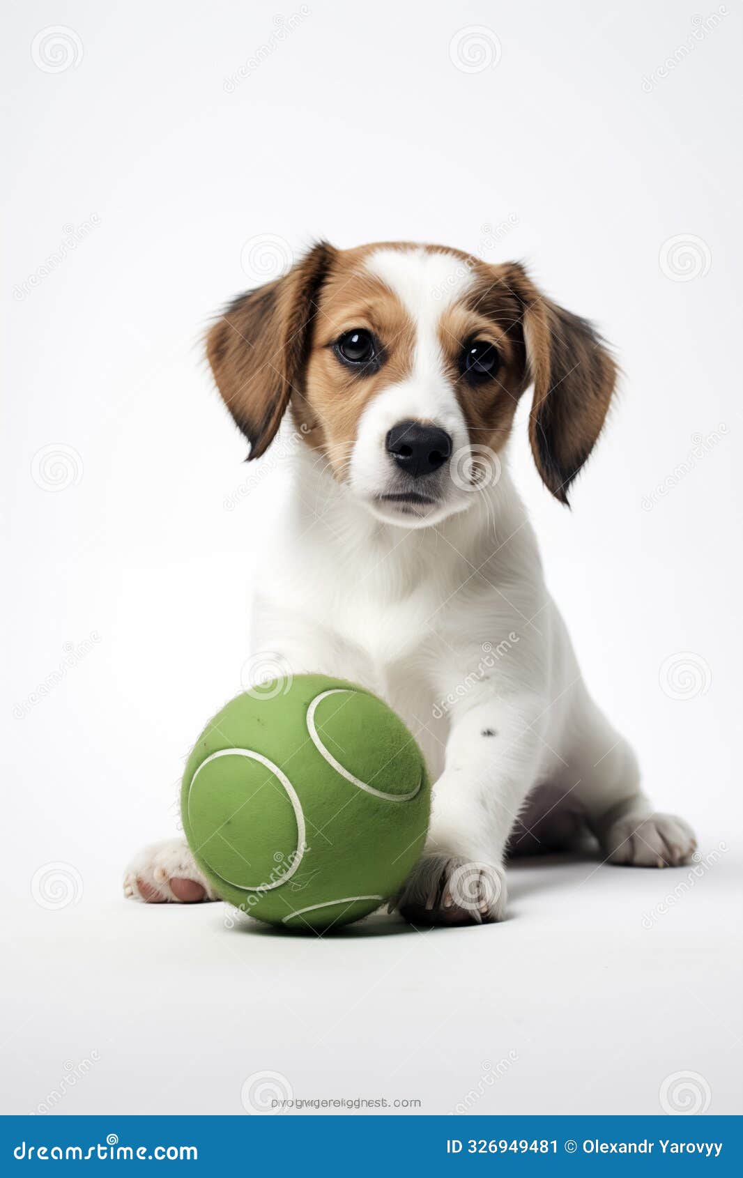 Dog with ball stock image. Image of running, dogs, puppy - 326949481
