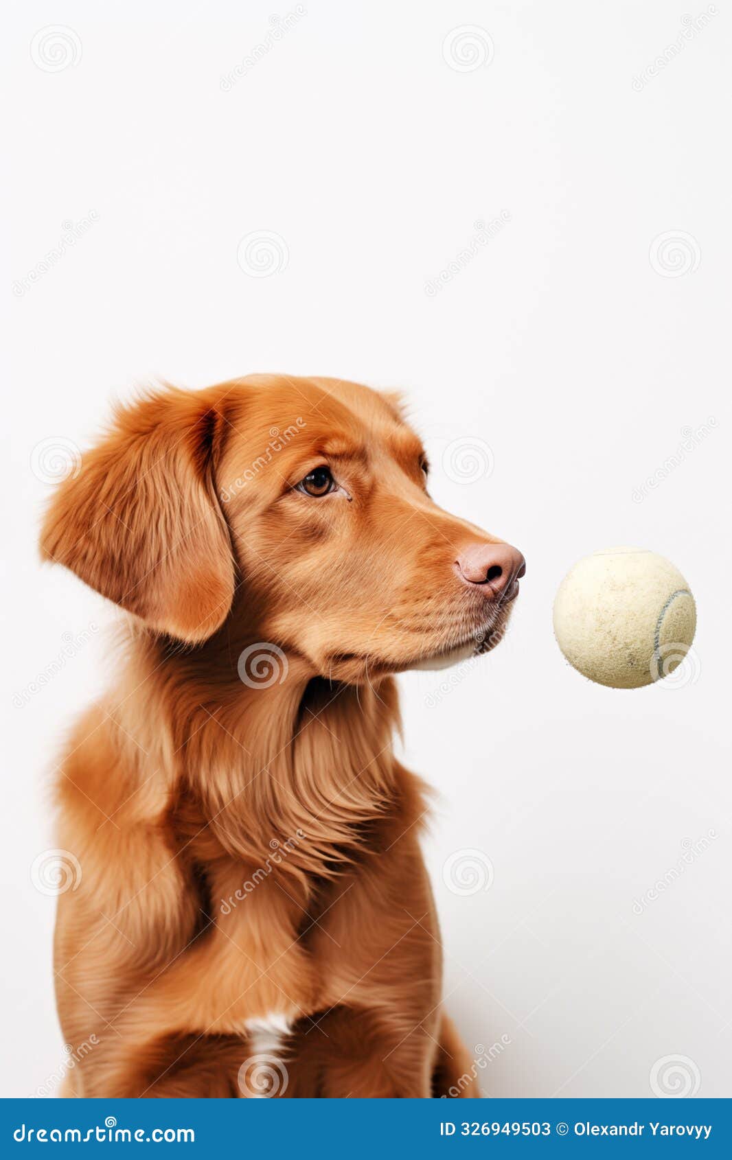 Dog with ball stock image. Image of retriever, hunting - 326949503