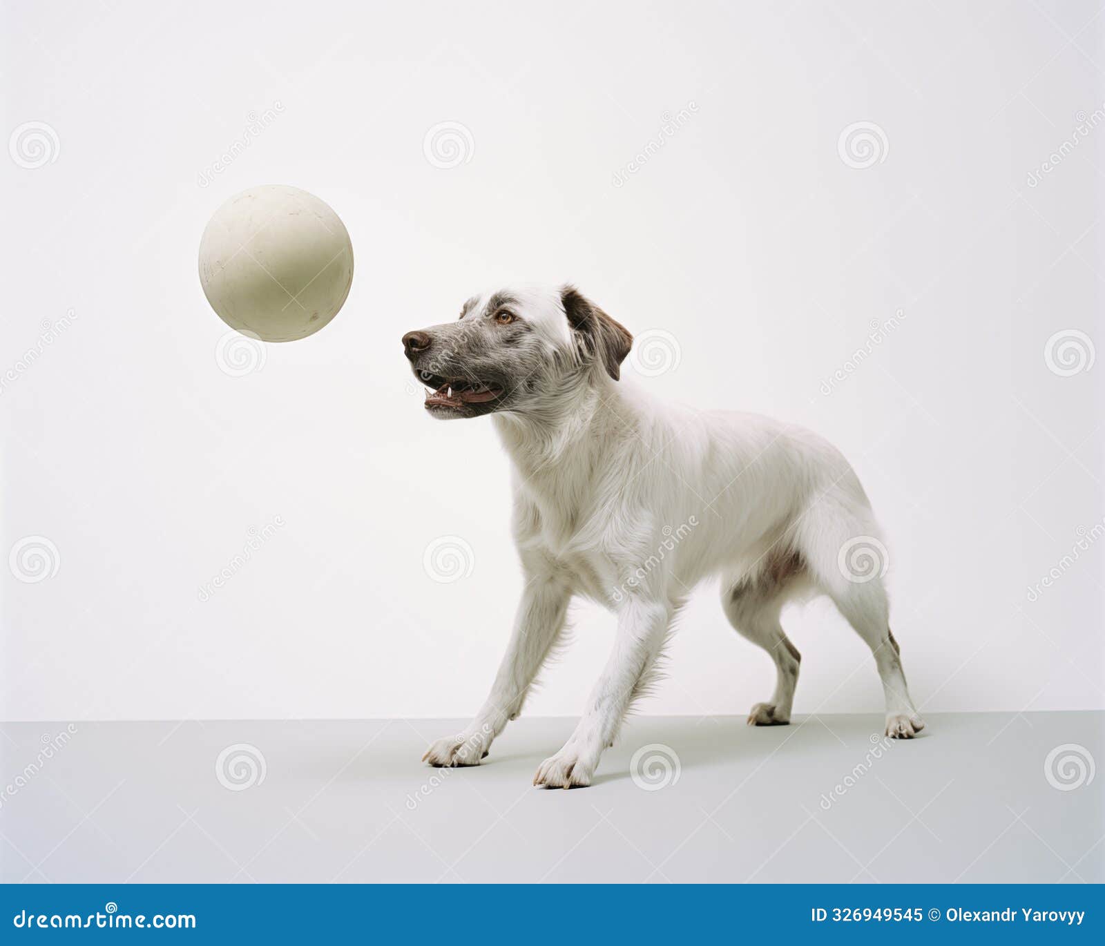 Dog with ball stock image. Image of background, retriever - 326949545