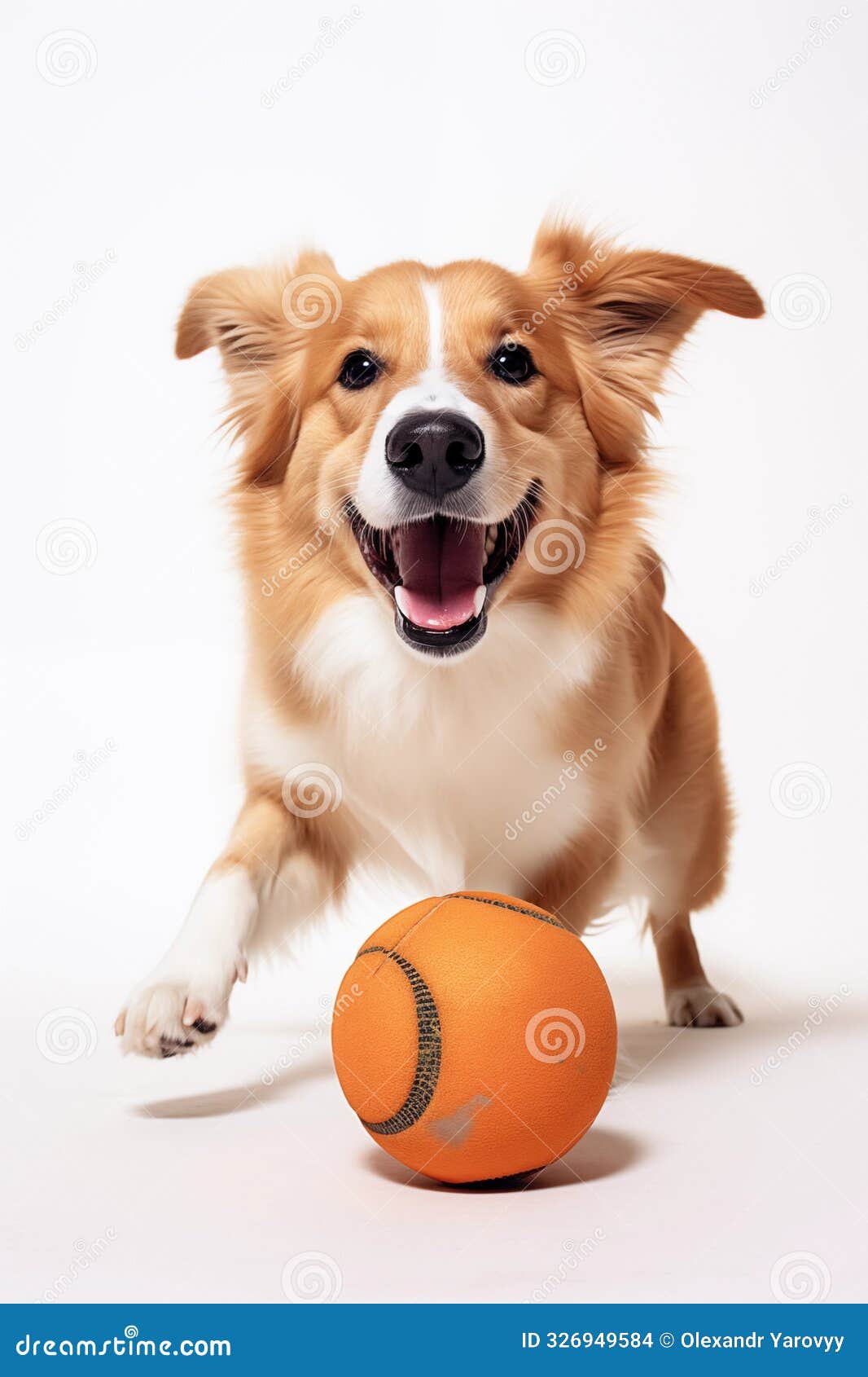 Dog with ball stock photo. Image of cane, grass, games - 326949584