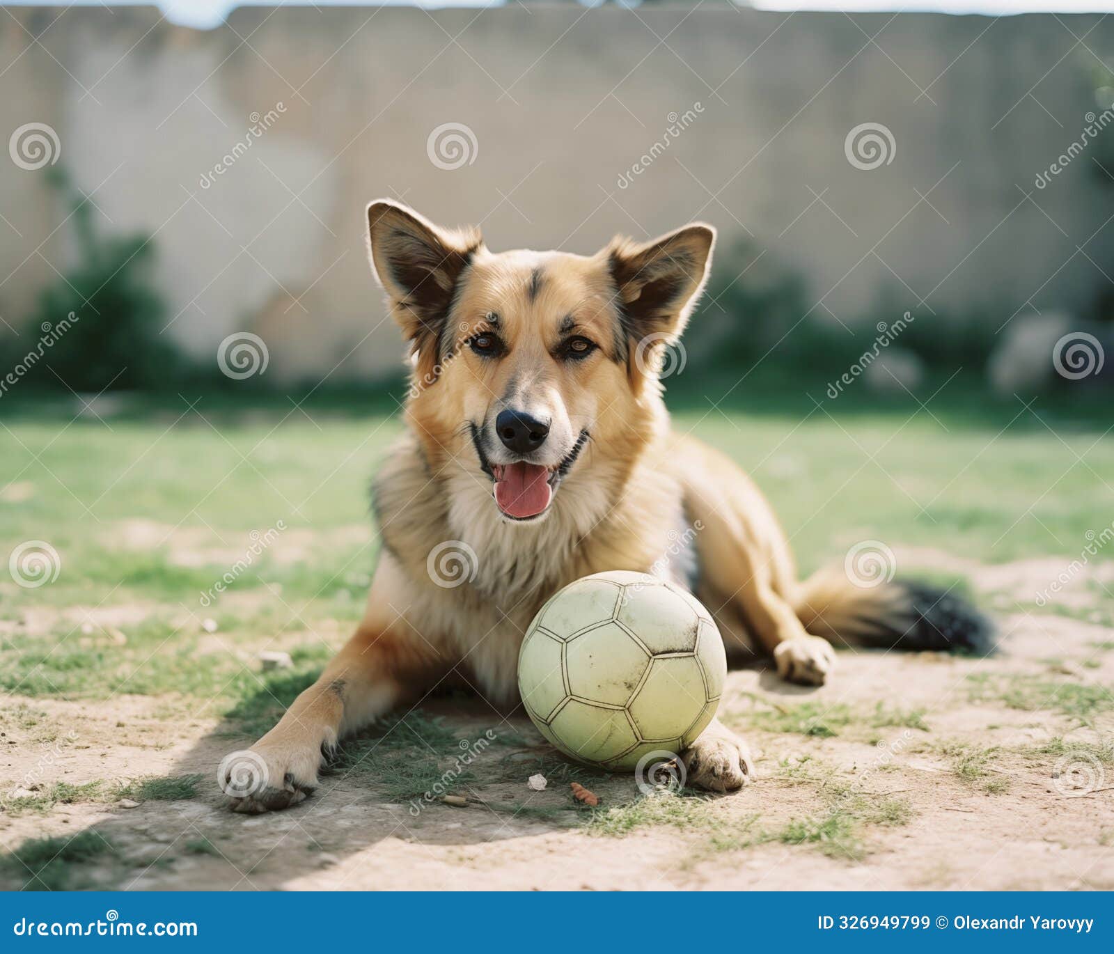 Dog with ball stock image. Image of playful, games, hunting - 326949799
