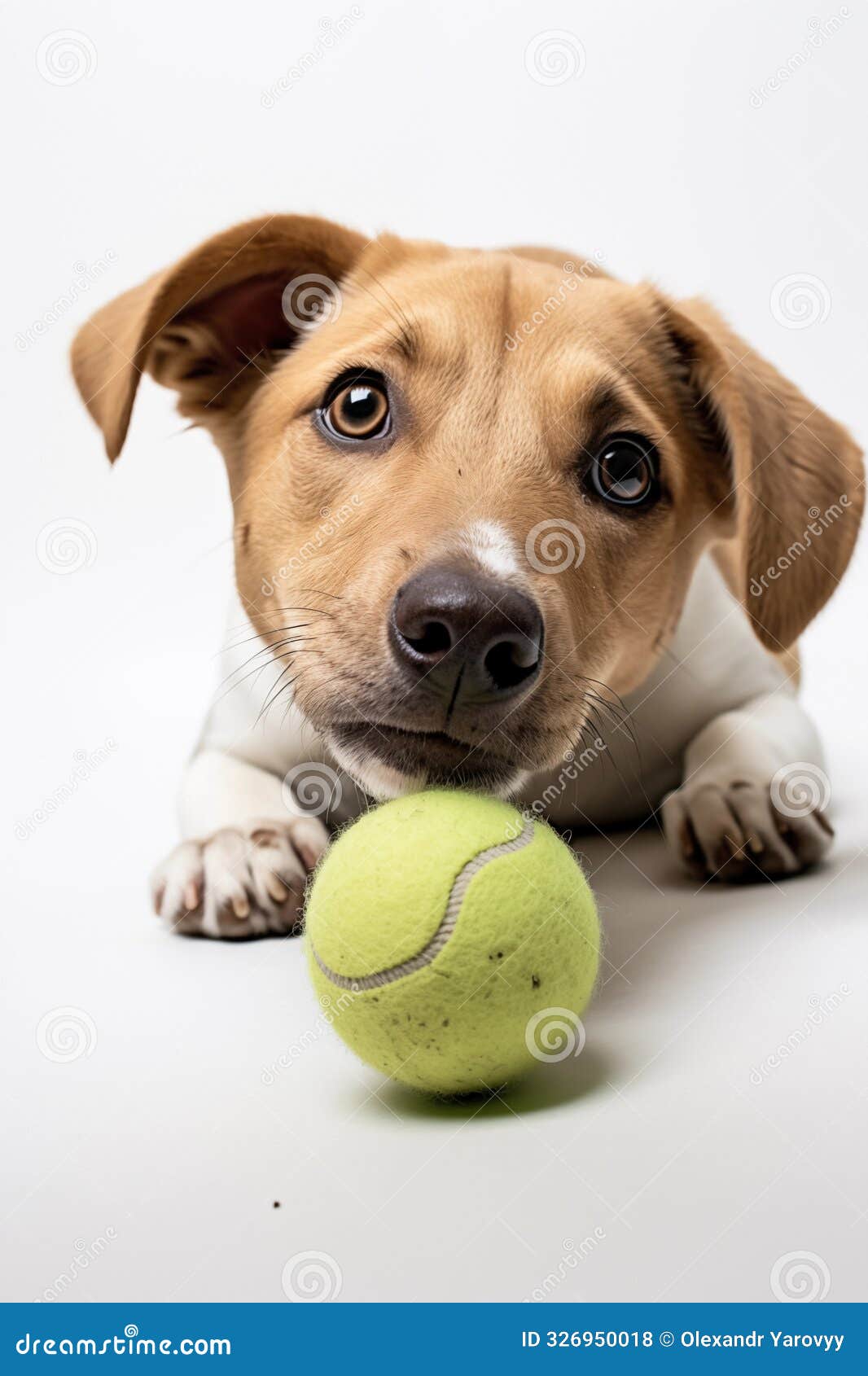 Dog with ball stock photo. Image of breed, funny, teeth - 326950018