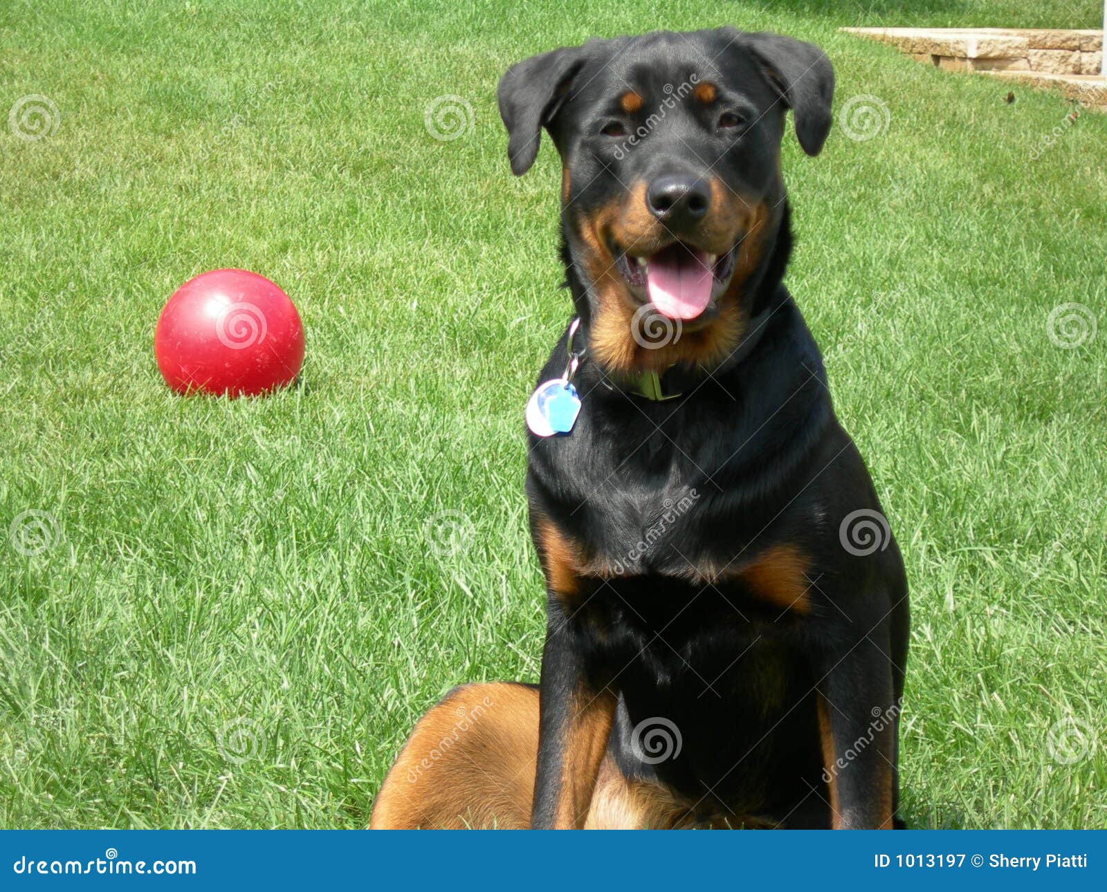 Dog on Ball Guard stock image. Image of funcamp, chain - 1013197