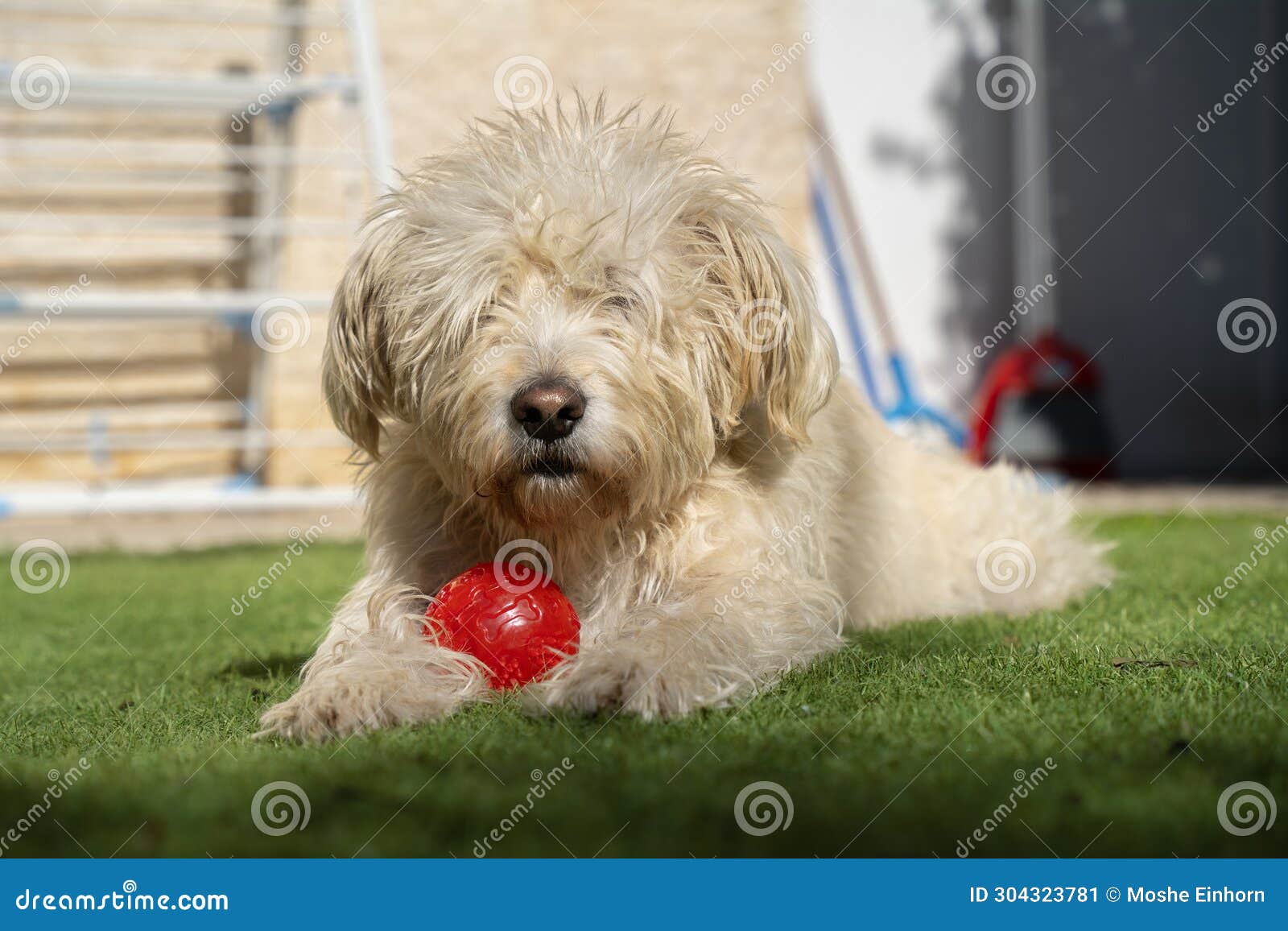 A Dog with a Ball stock image. Image of playtime, furry - 304323781