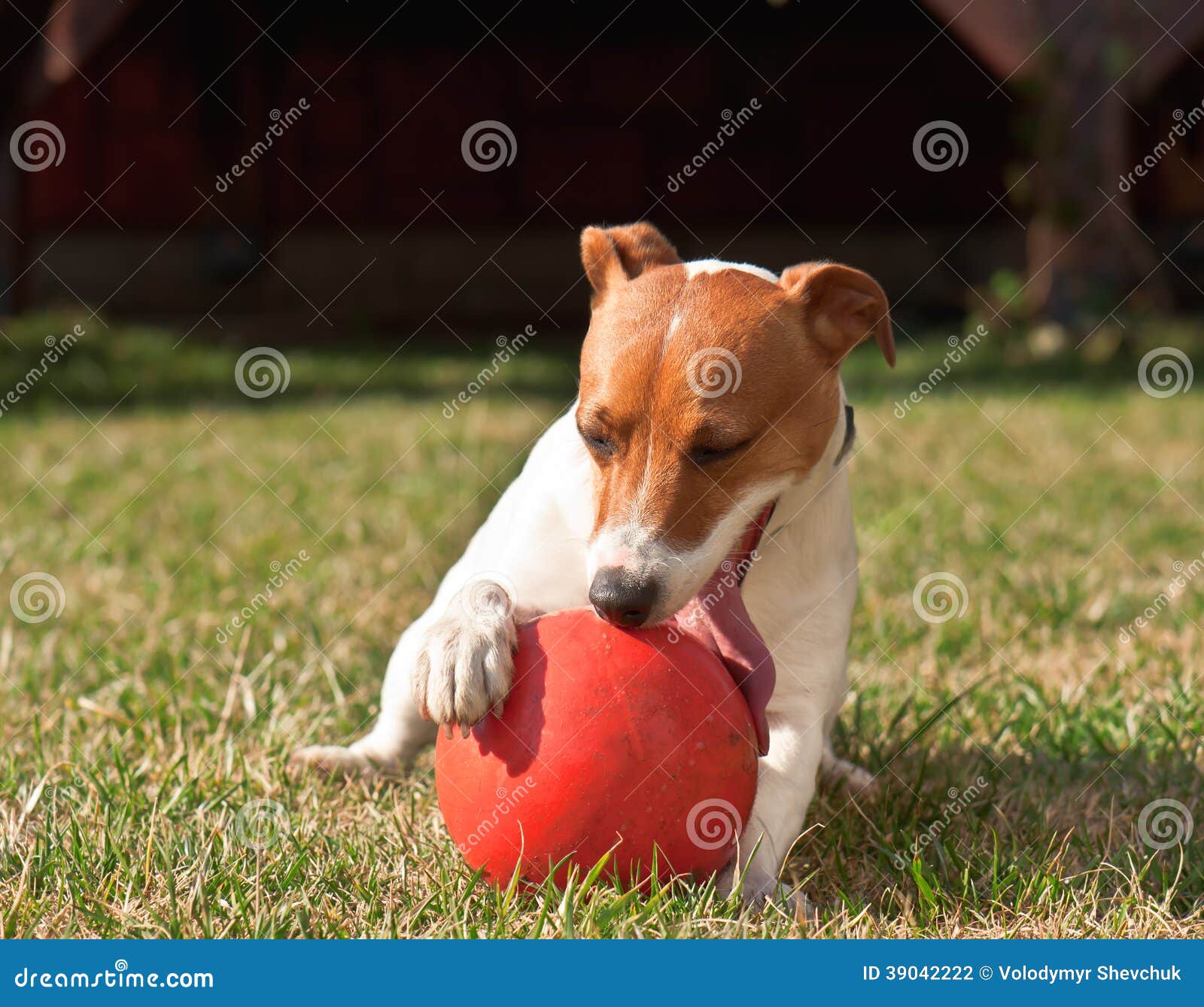 Dog with ball stock photo. Image of looking, russell - 39042222