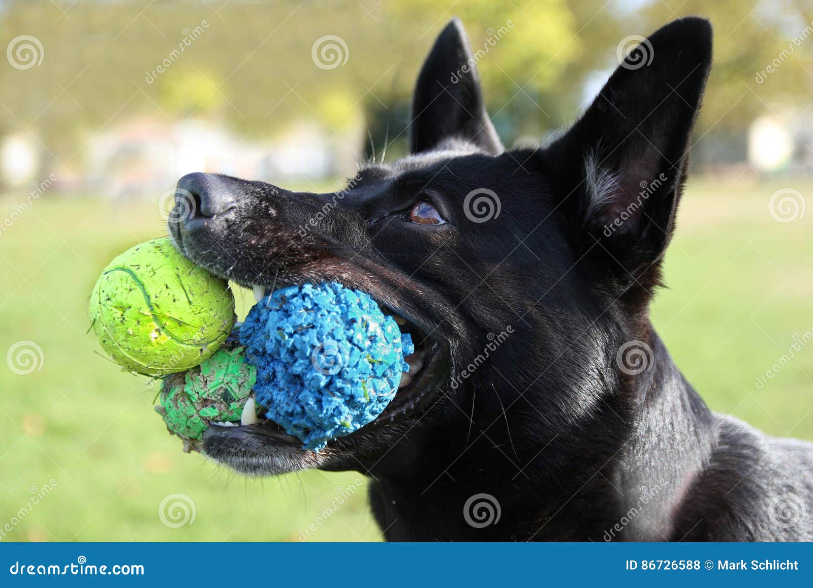 Dog with 3 Bals in Its Mouth Stock Photo - Image of outdoors, balls ...