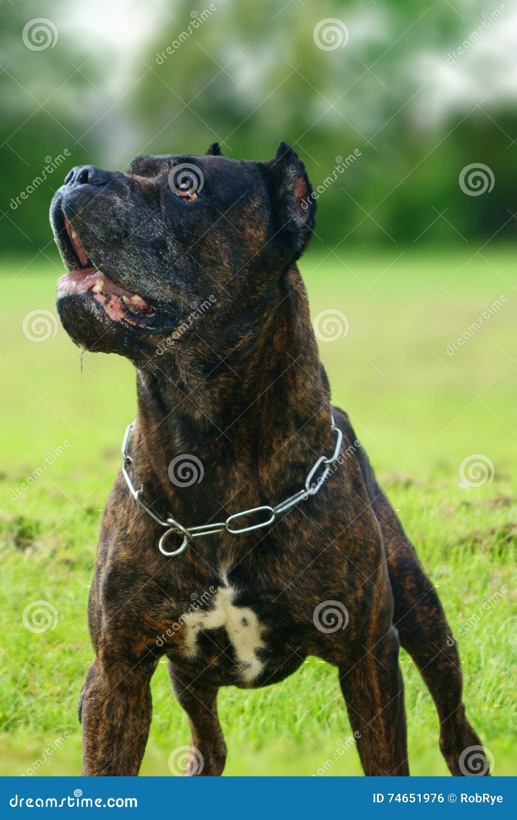 This dog is Bandog. stock photo. Image of white, bandog - 74651976