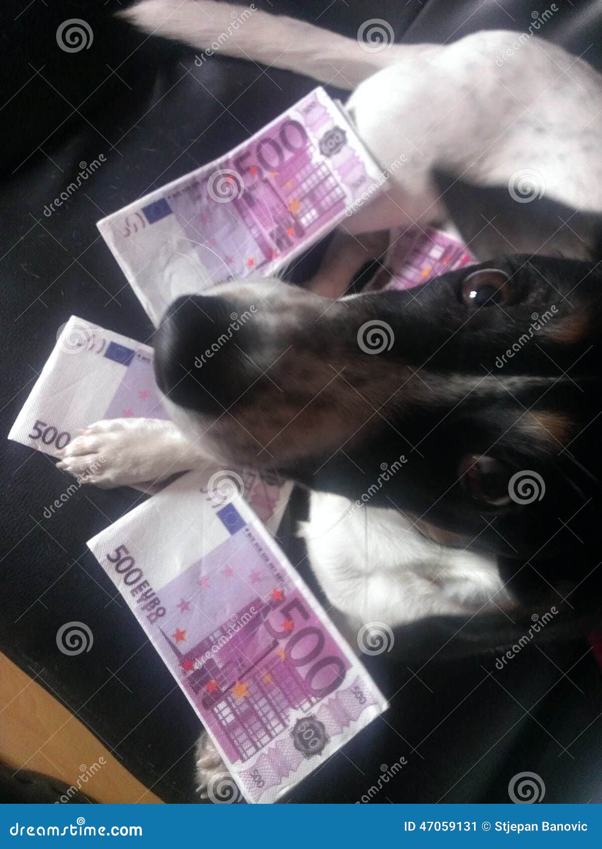 Dog with banknotes stock image. Image of secure, banknotes - 47059131
