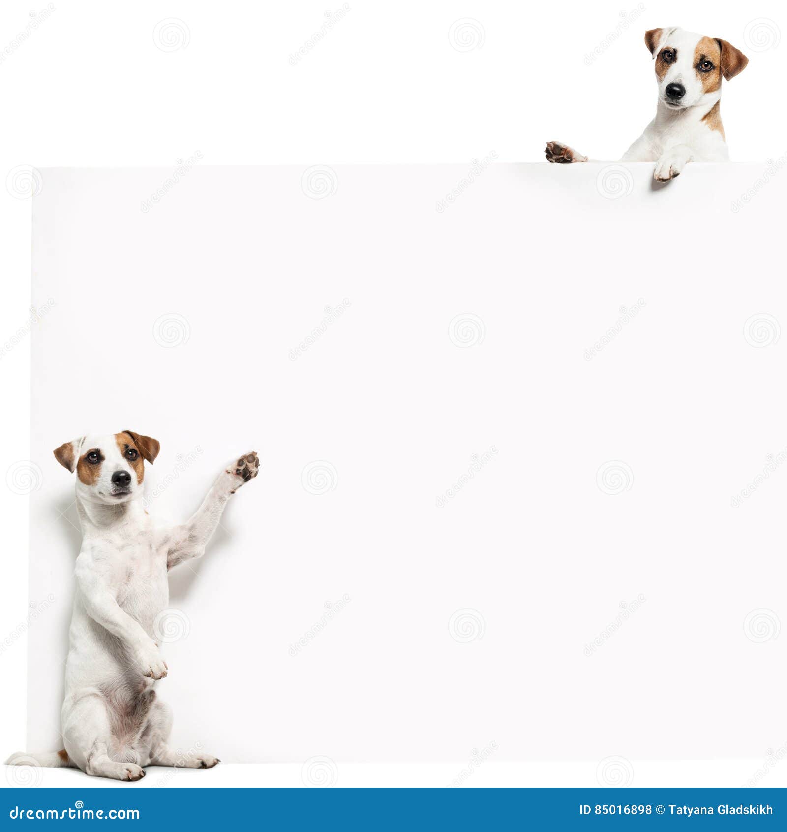 Dog with banner stock photo. Image of pawed, leaning - 85016898