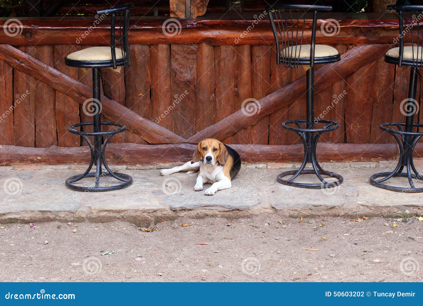Dog on the bar stock photo. Image of carefree, male, casual - 50603202