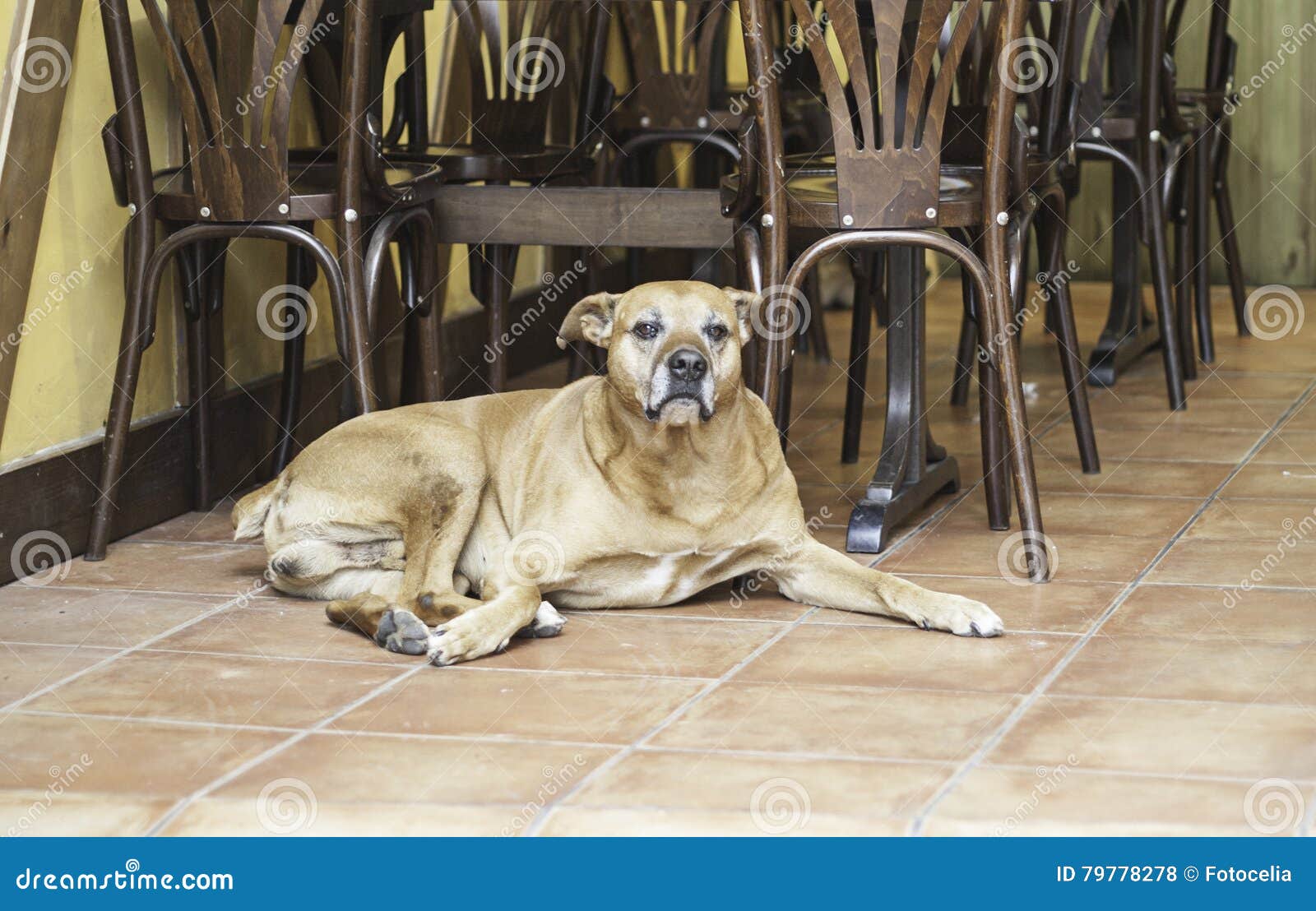 Dog in bar stock photo. Image of object, black, funny - 79778278