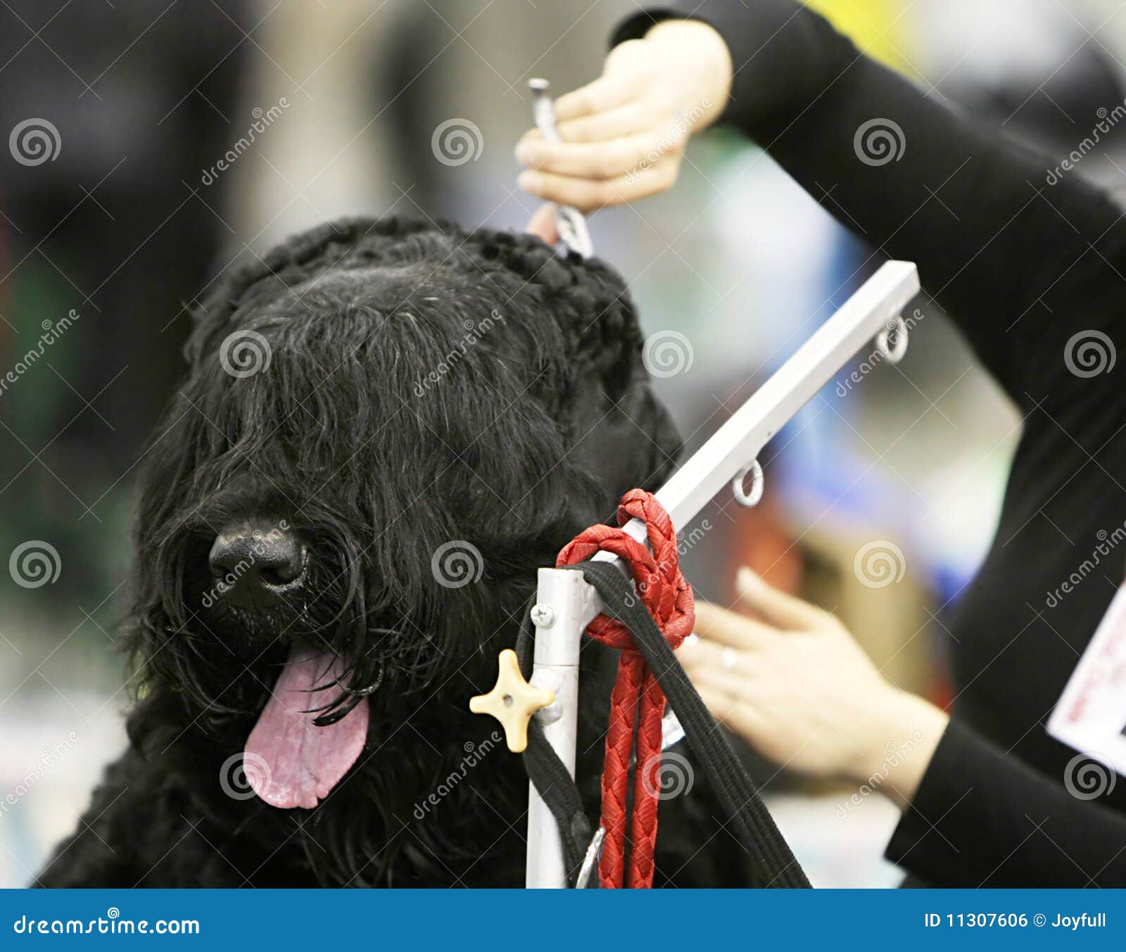 Dog at a barbershop stock photo. Image of puppy, brush - 11307606