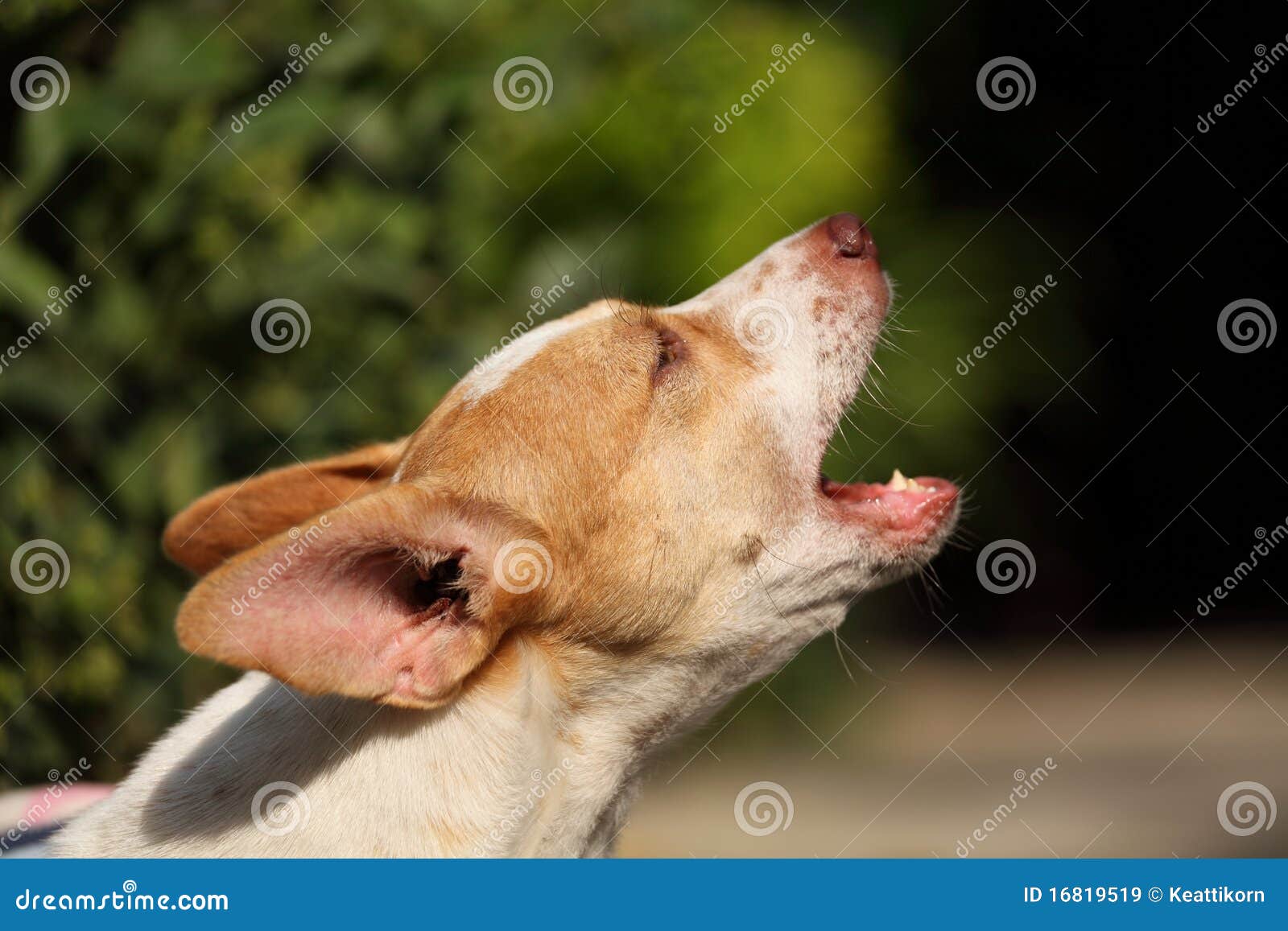 Dog Barking stock image. Image of forceful, rage, fear - 16819519