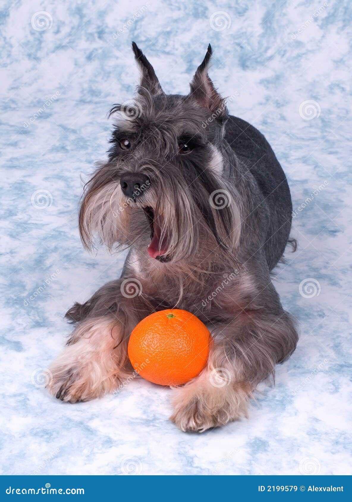 The Dog Barks Picture. Image: 2199579