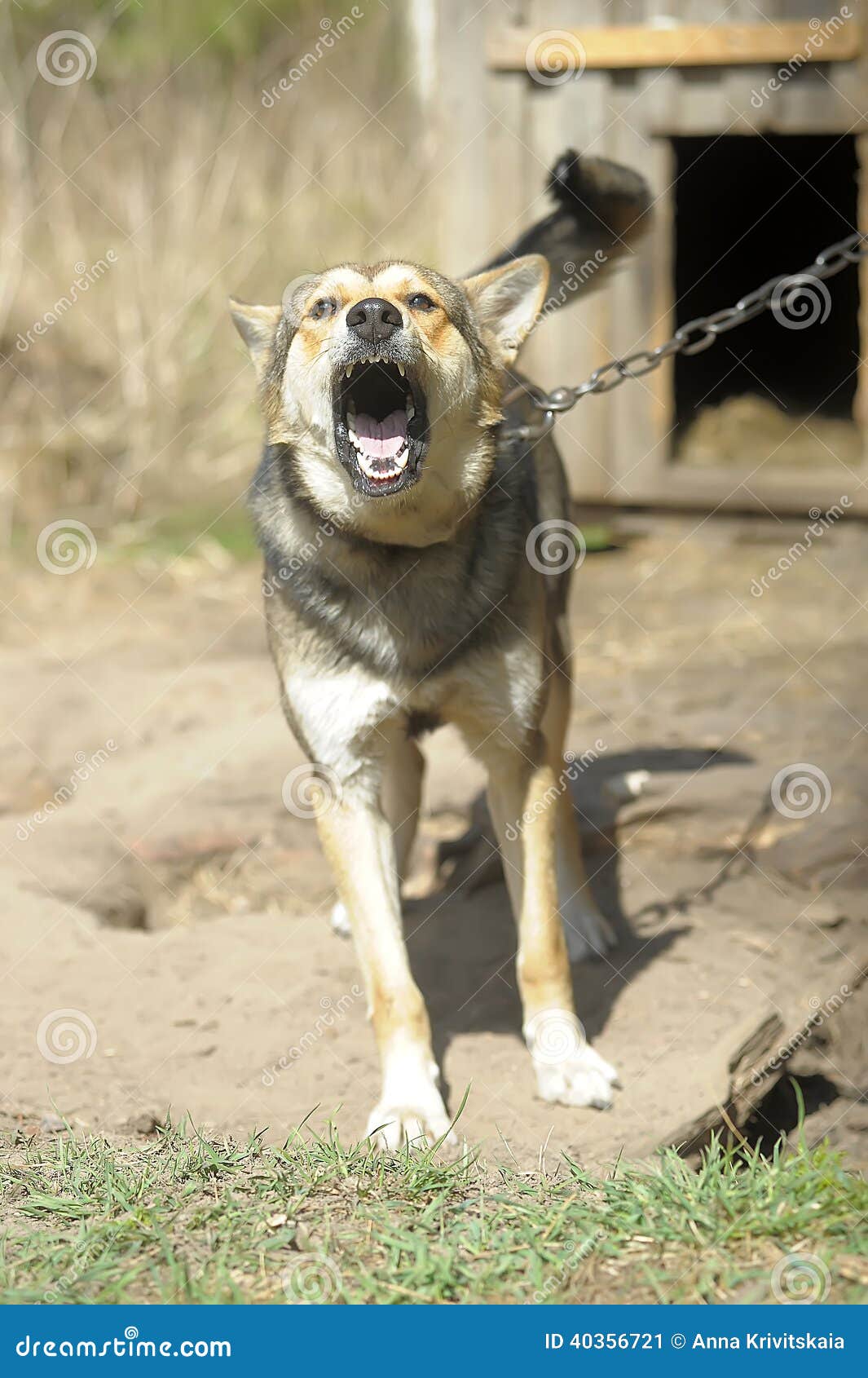 Dog barks stock image. Image of brown, chained, domesticated - 40356721
