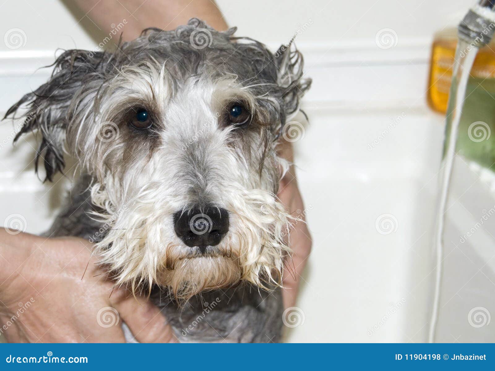 Dog Bath stock photo. Image of eyes, holding, camera - 11904198