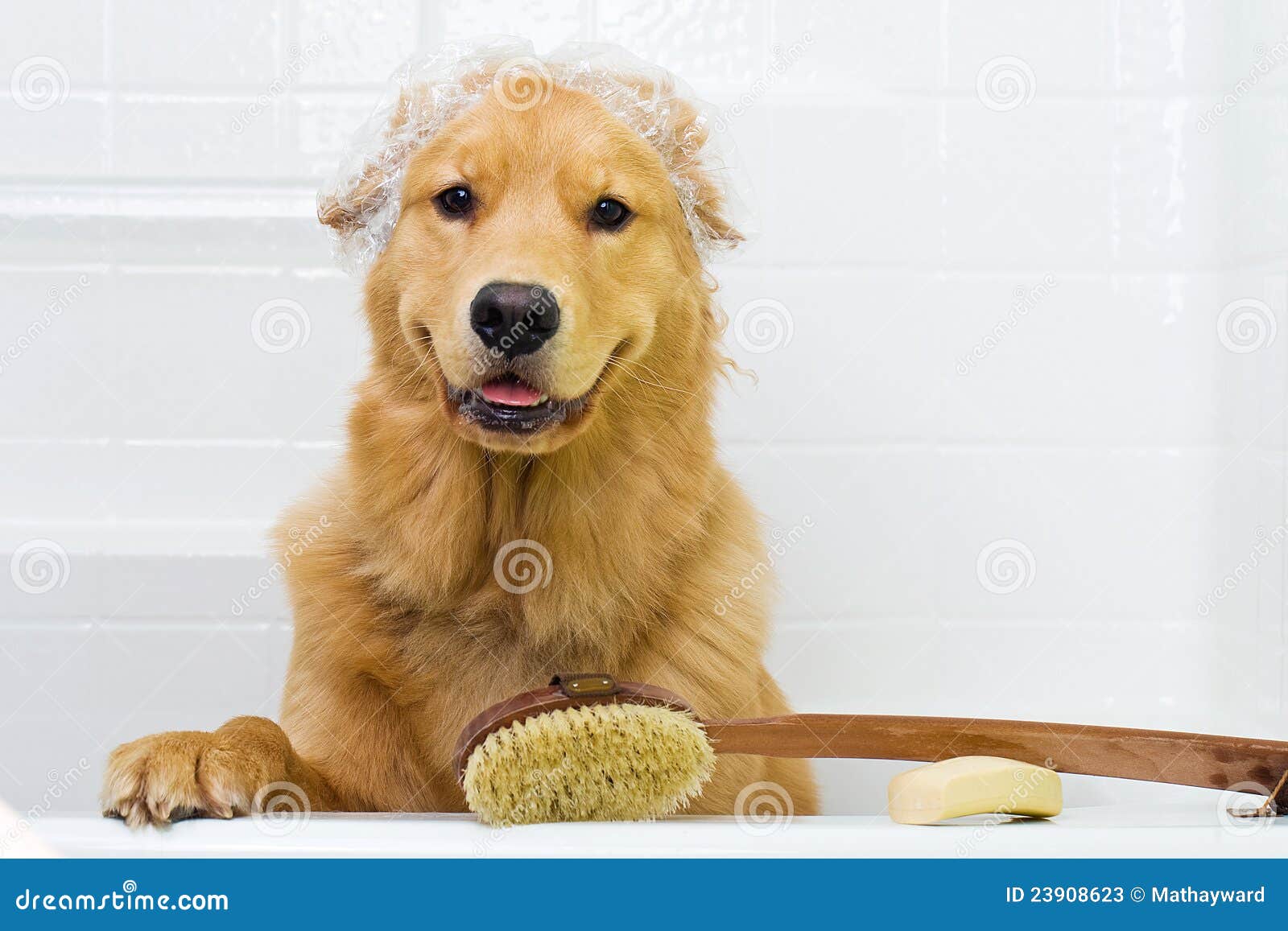 Dog bath stock image. Image of bathing, cleaning, friendly - 23908623