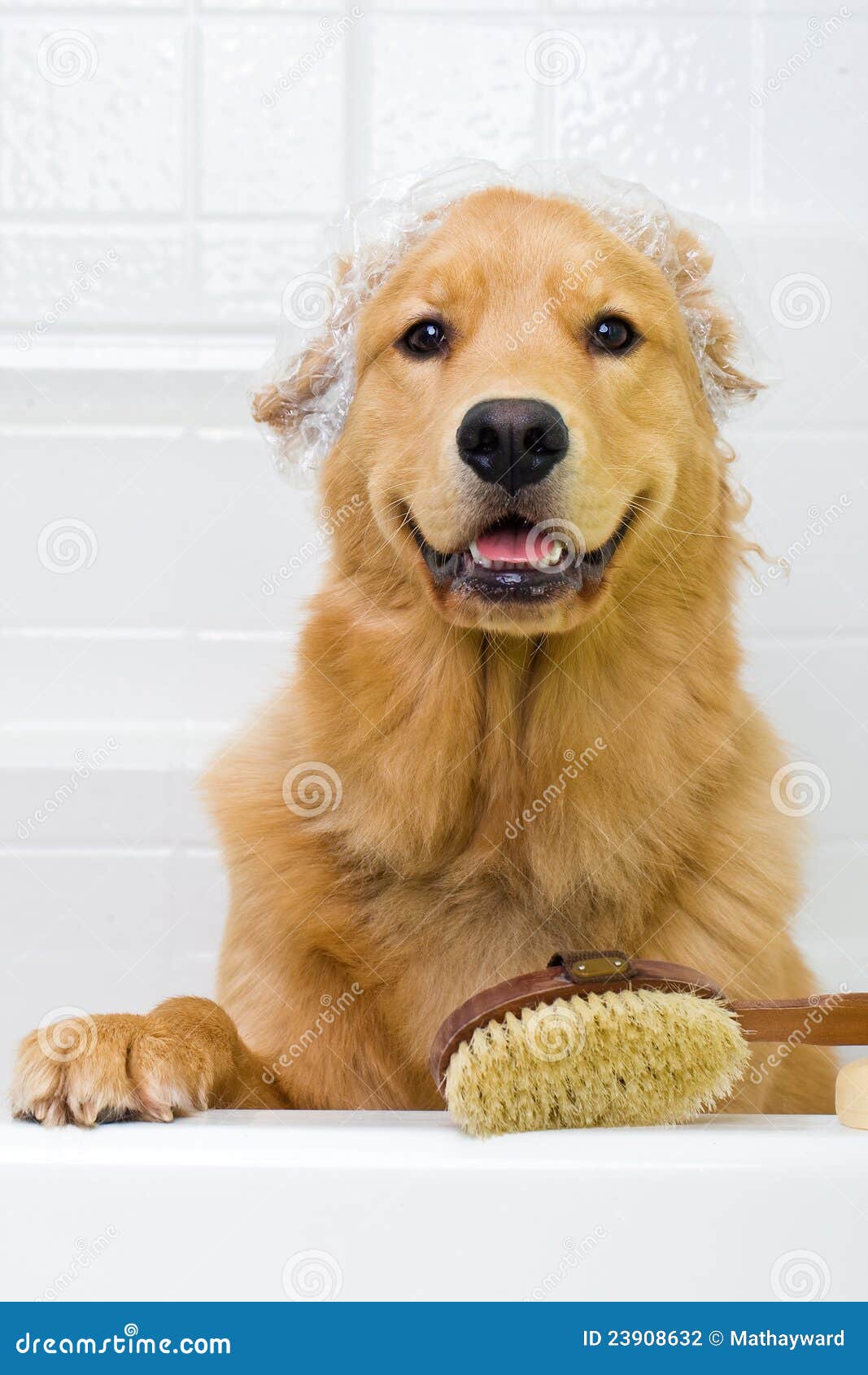 Dog Bath stock photo. Image of friendly, golden, hair - 23908632
