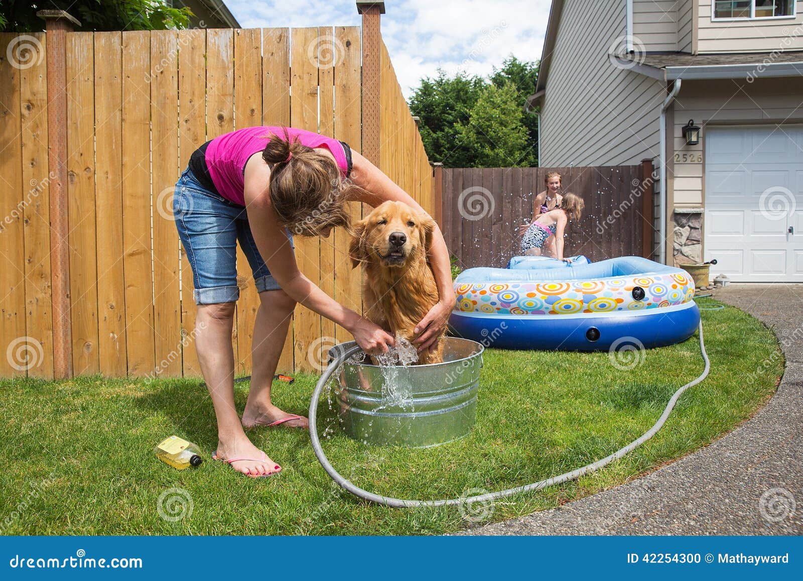Dog bath stock photo. Image of hose, water, retriever - 42254300