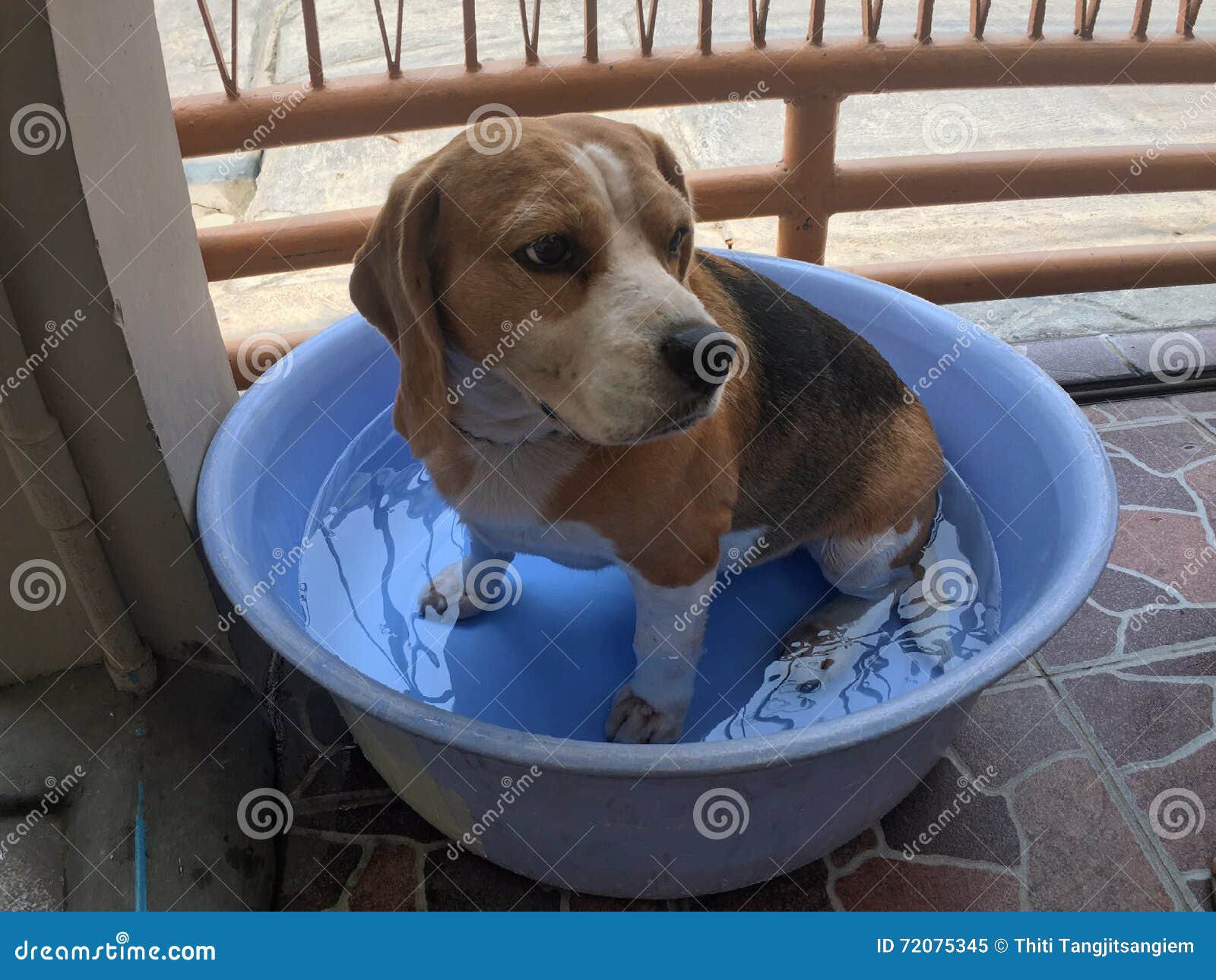 Dog bath stock image. Image of happy, outside, bucket - 72075345