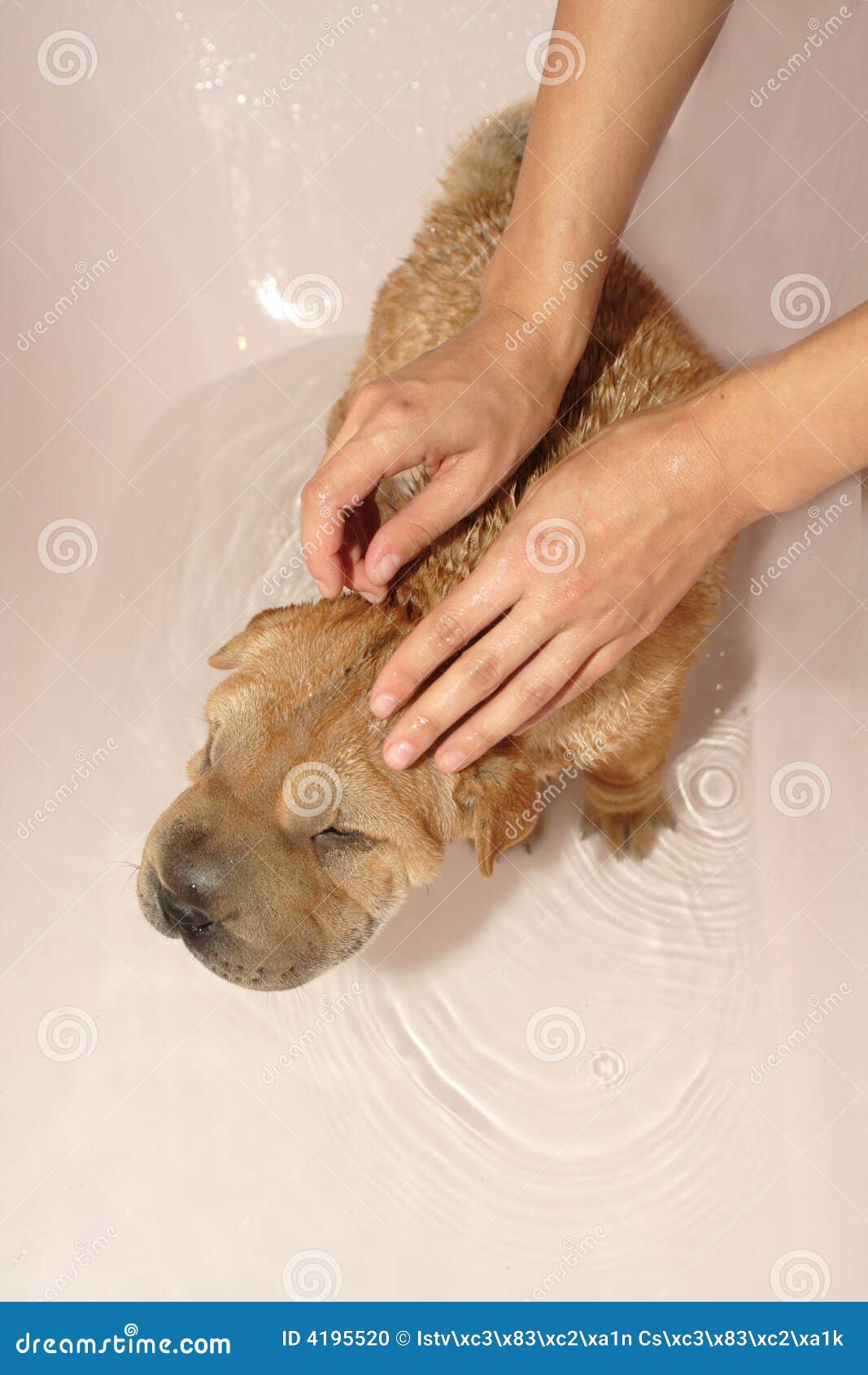 Dog bathing stock photo. Image of face, dipping, bath - 4195520