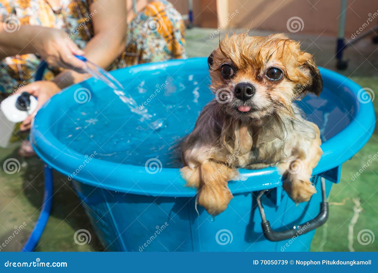 Dog in the bathing stock image. Image of grooming, retriever - 70050739