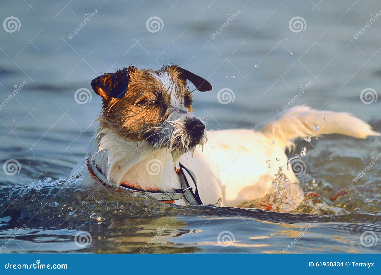Dog bathing stock photo. Image of action, expression - 61950334
