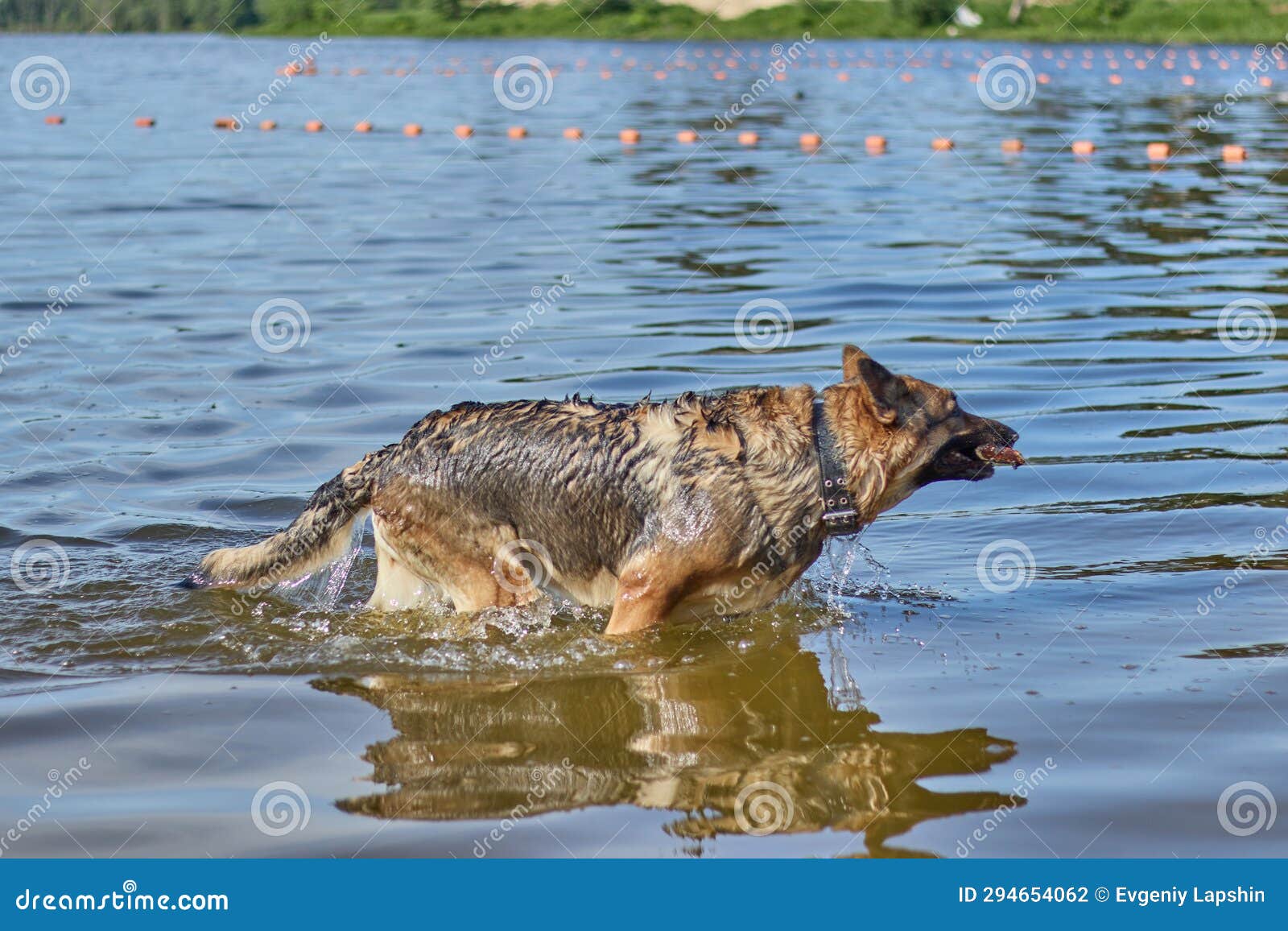 The Dog is Bathing in the River. German Shepherd on the Beach Stock ...