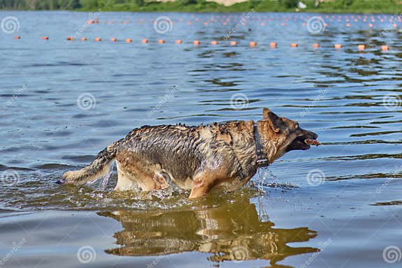 The Dog is Bathing in the River. German Shepherd on the Beach Stock ...