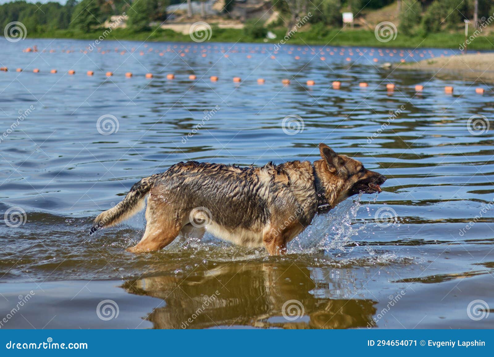 The Dog is Bathing in the River. German Shepherd on the Beach Stock ...