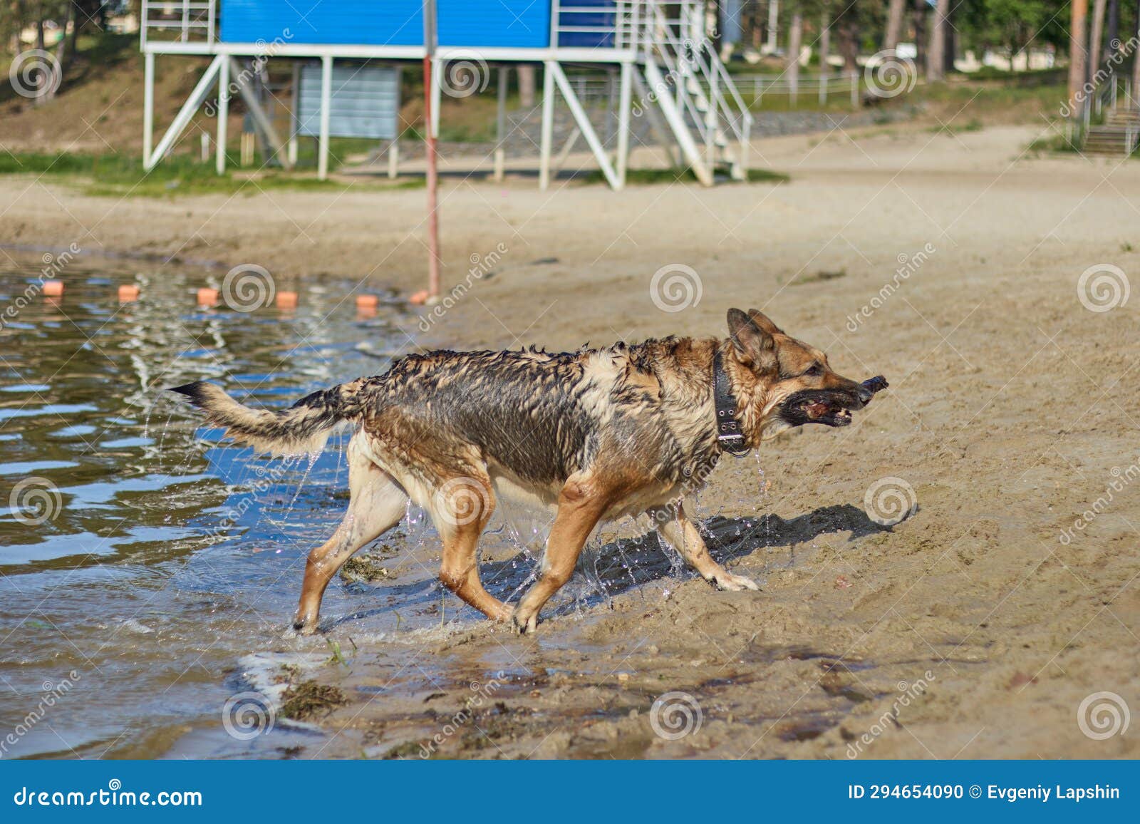 The Dog is Bathing in the River. German Shepherd on the Beach Stock ...
