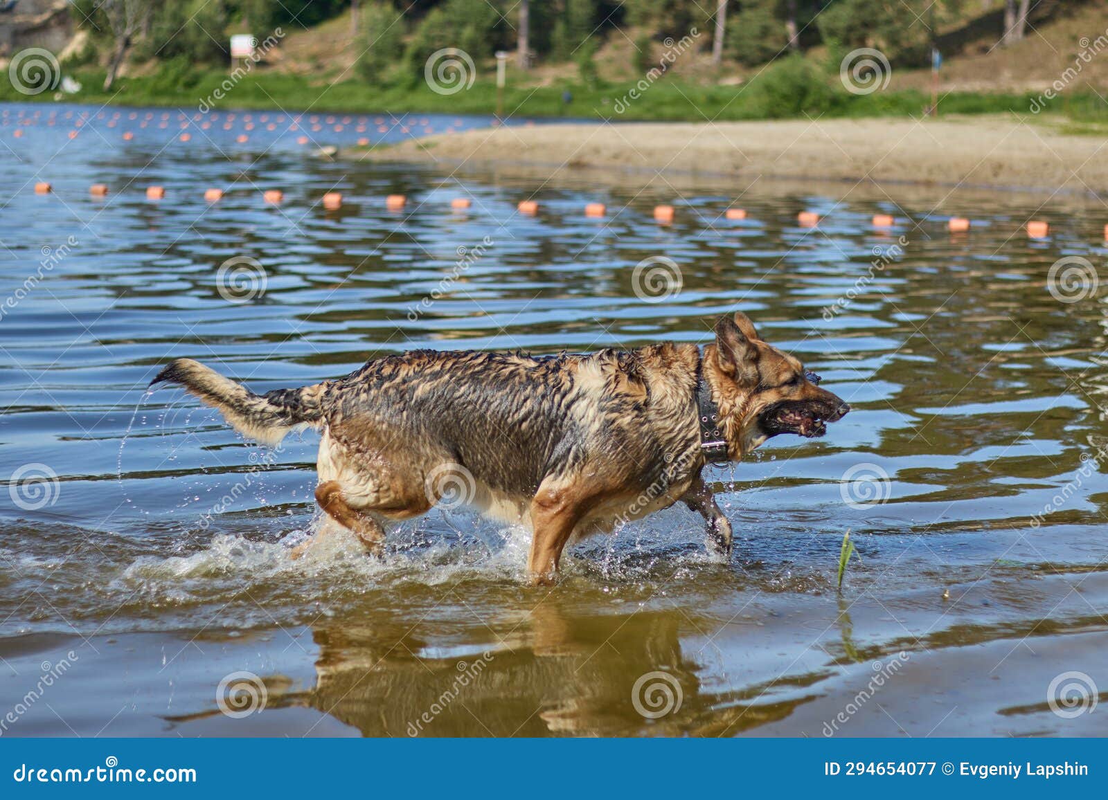 The Dog is Bathing in the River. German Shepherd on the Beach Stock ...